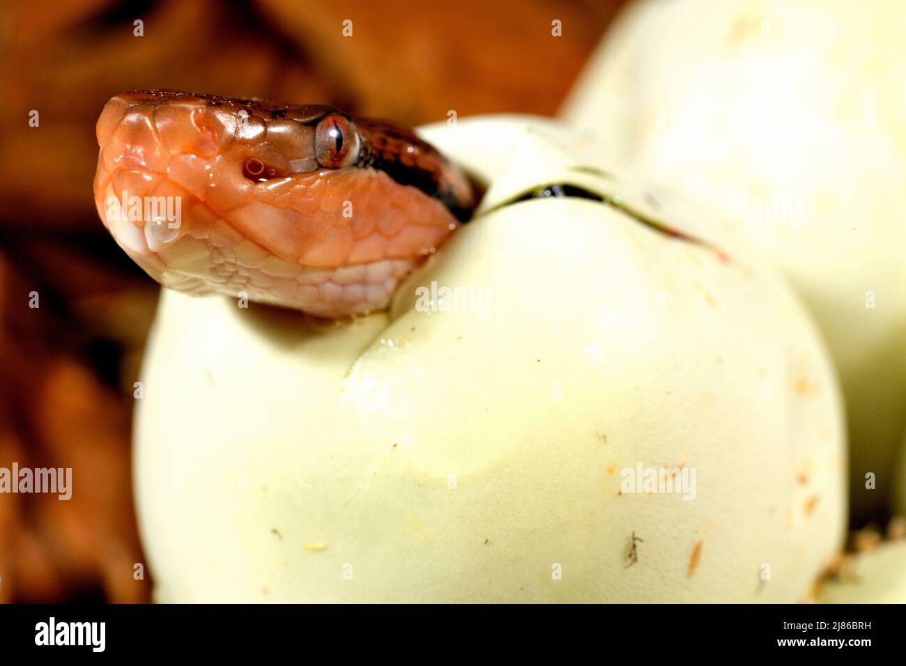 South American Bushmaster (Lachesis muta muta), Hatching, Brazil ...