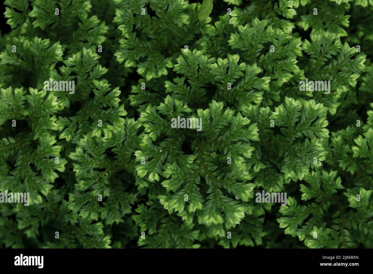 Full-frame texture background of Spike Moss fern leaves Stock Photo - Alamy