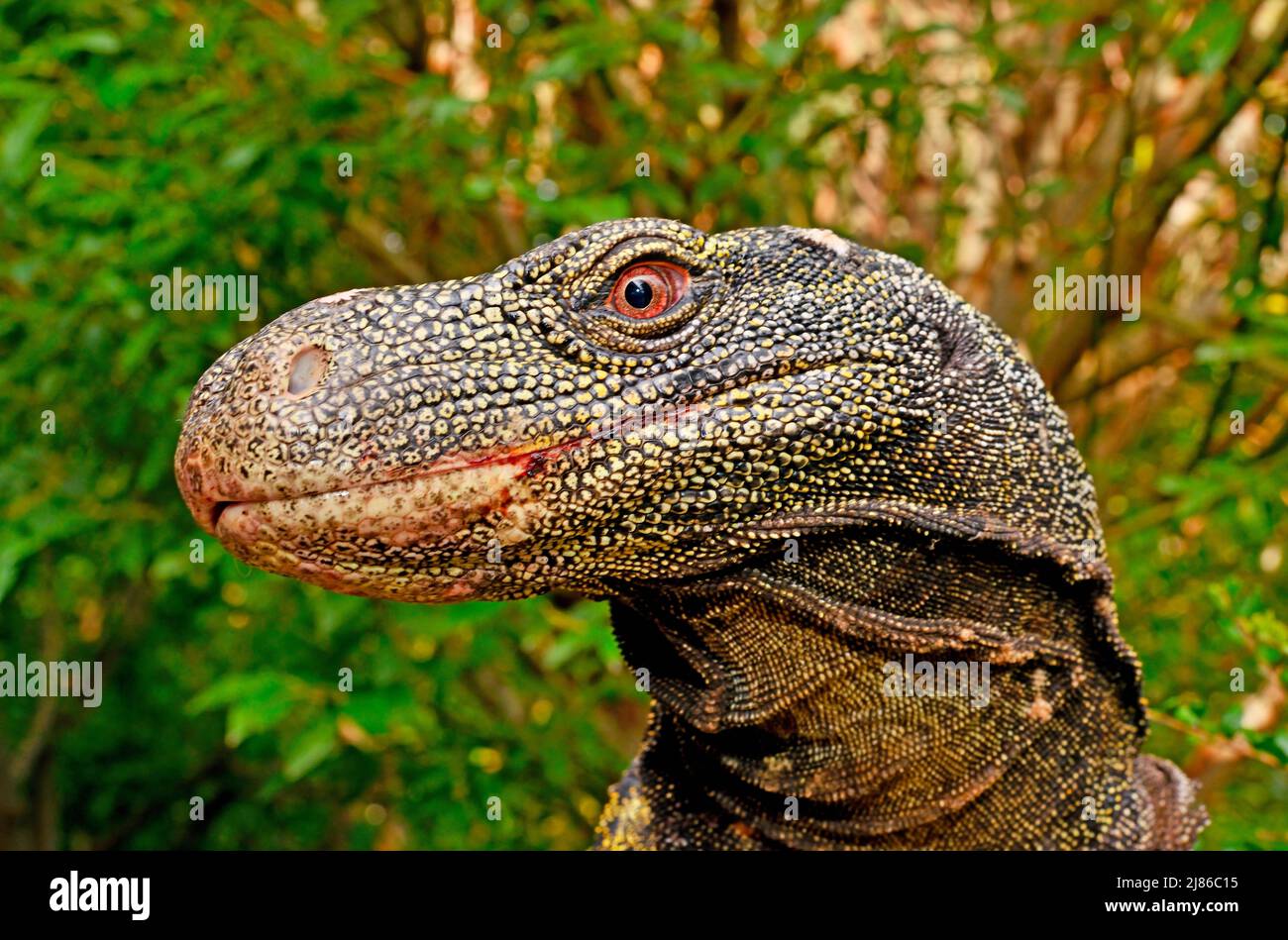 Crocodile monitor varanus salvadorii hi-res stock photography and ...