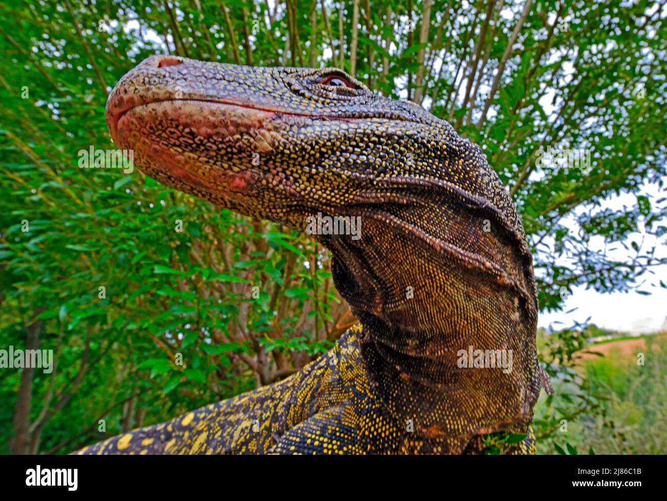 Crocodile monitor, Papua monitor or Salvadori's monitor (Varanus ...