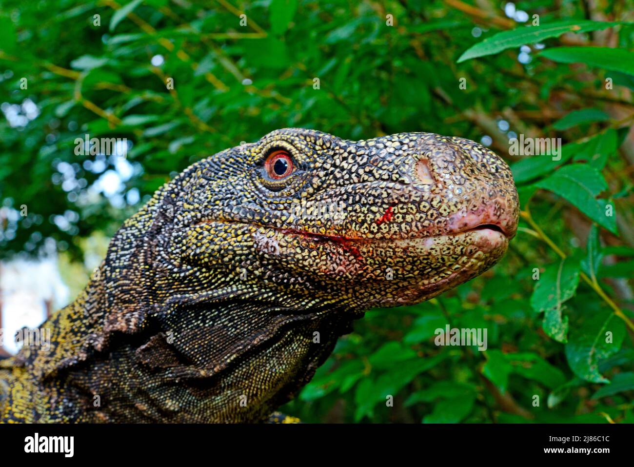 Crocodile monitor, Papua monitor or Salvadori's monitor (Varanus ...