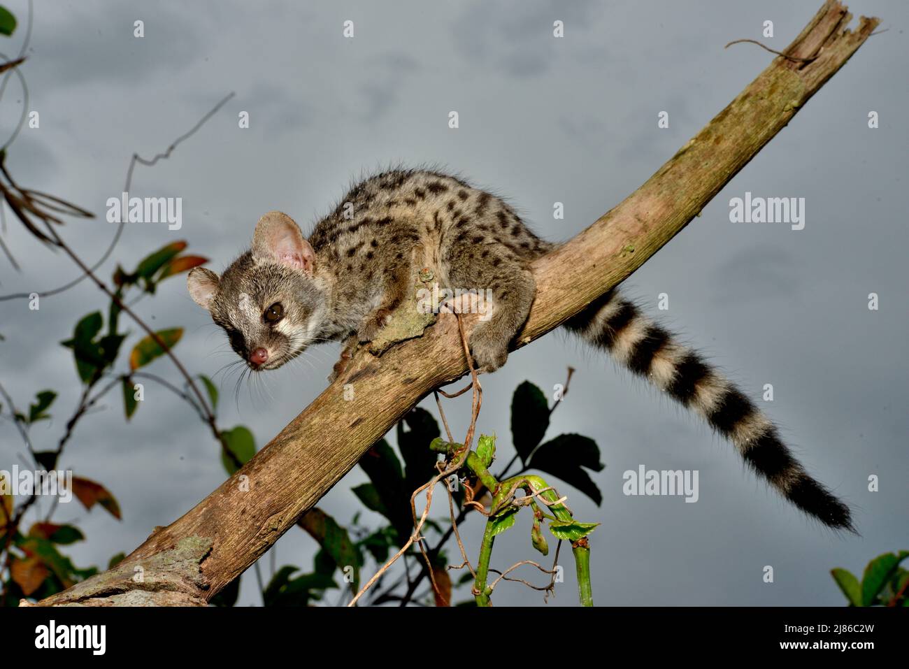 Common genet (Genetta genetta) juvenile on a branch, S.W Europe. N ...