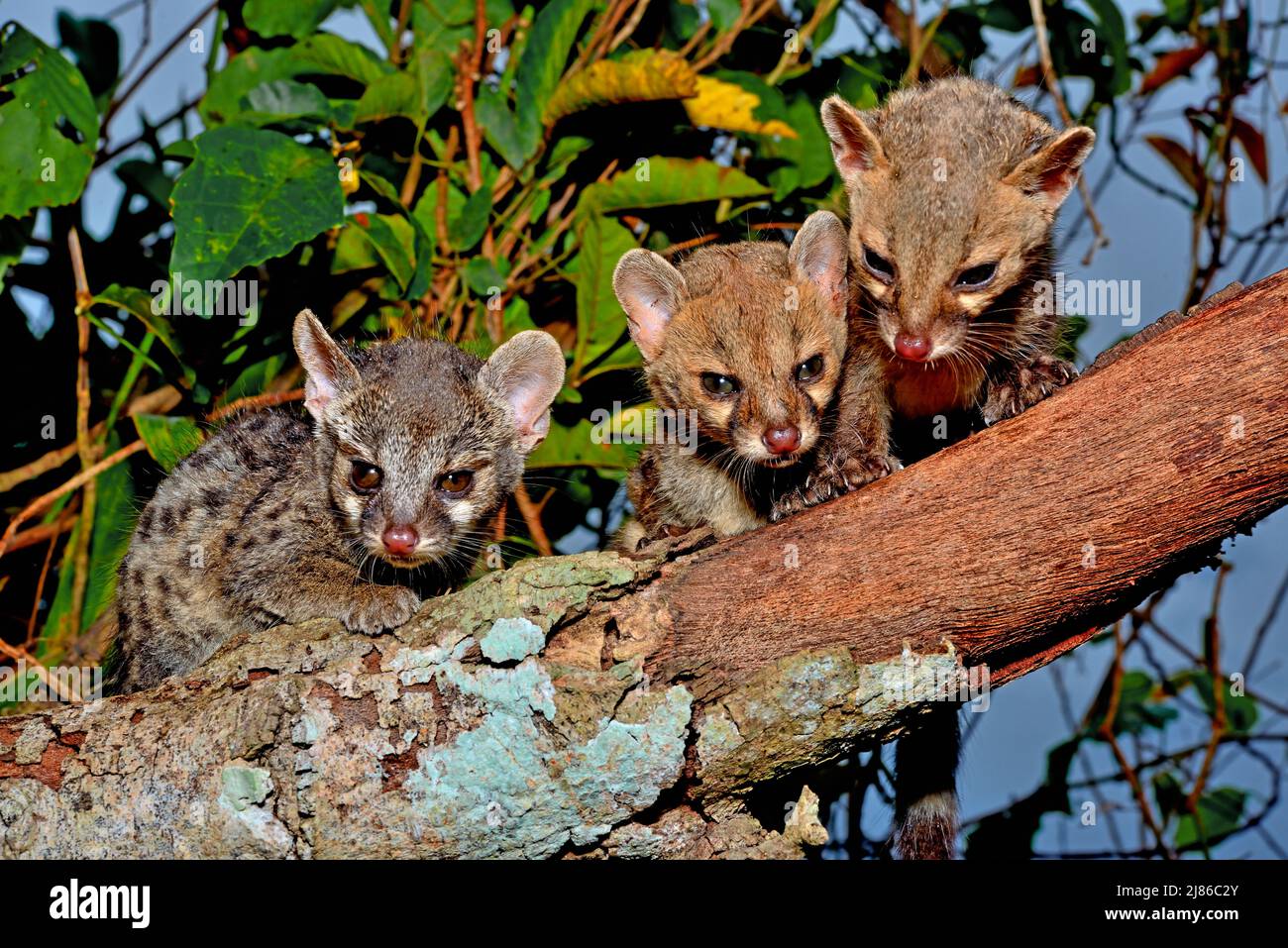 Common genet (Genetta genetta) juveniles on a branch, S.W Europe. N ...