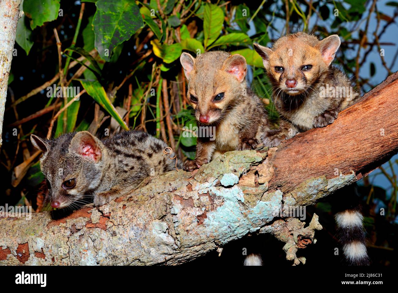 Common genet (Genetta genetta) juveniles on a branch, S.W Europe. N ...