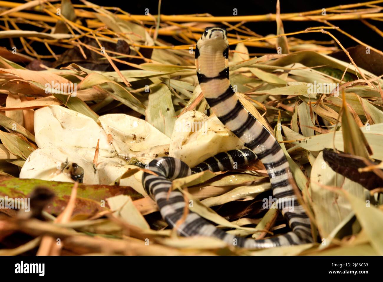 King cobra (Ophiophagus hannah). Hatching . S.E. Asia Stock Photo - Alamy