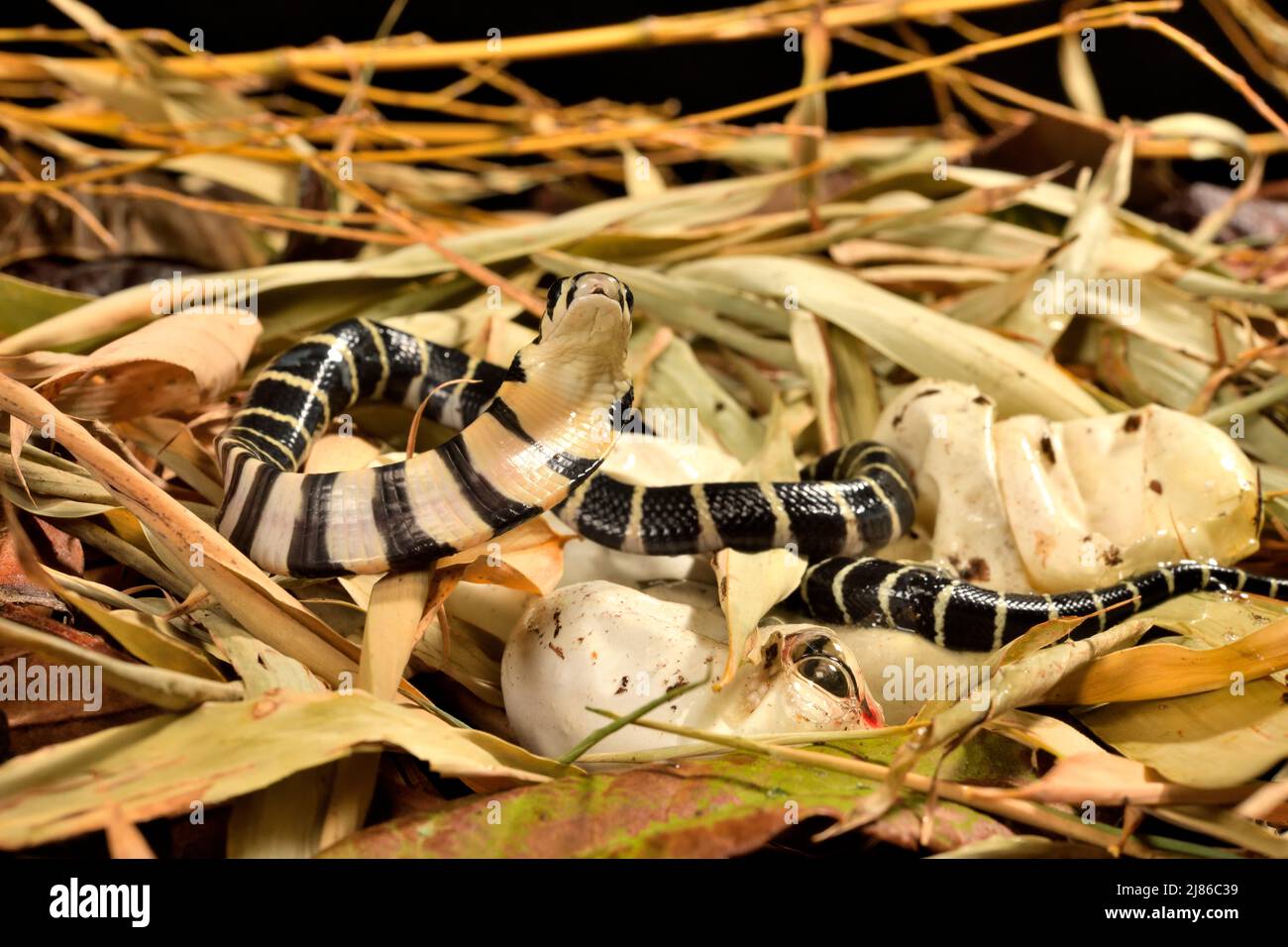 Ophiophagus hannah egg hi-res stock photography and images - Alamy
