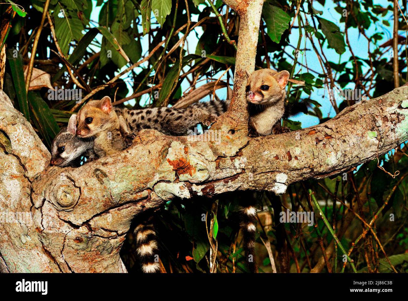 Common genet (Genetta genetta) juveniles on a branch, S.W Europe. N ...