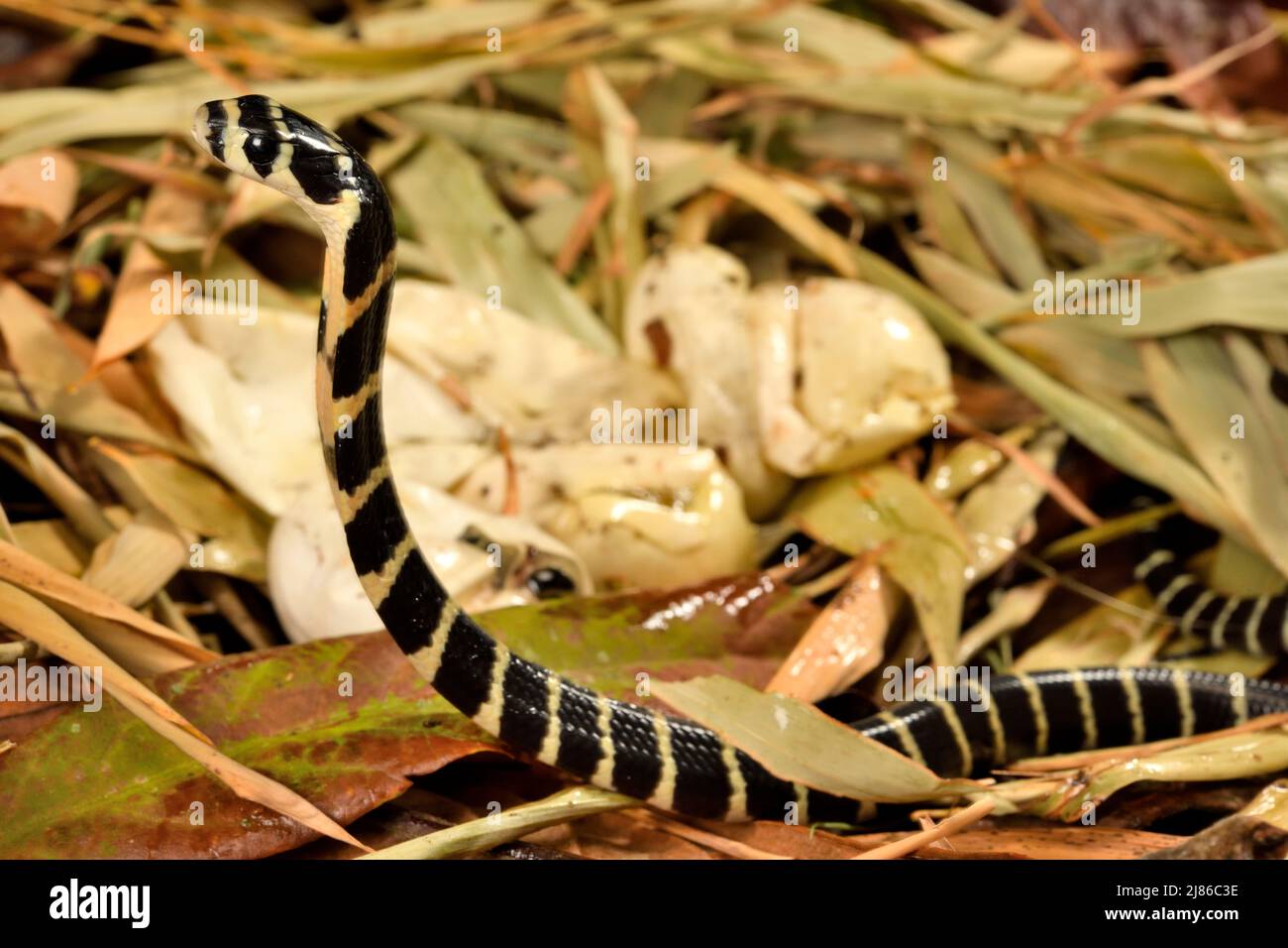 King cobra (Ophiophagus hannah). Hatching . S.E. Asia Stock Photo - Alamy
