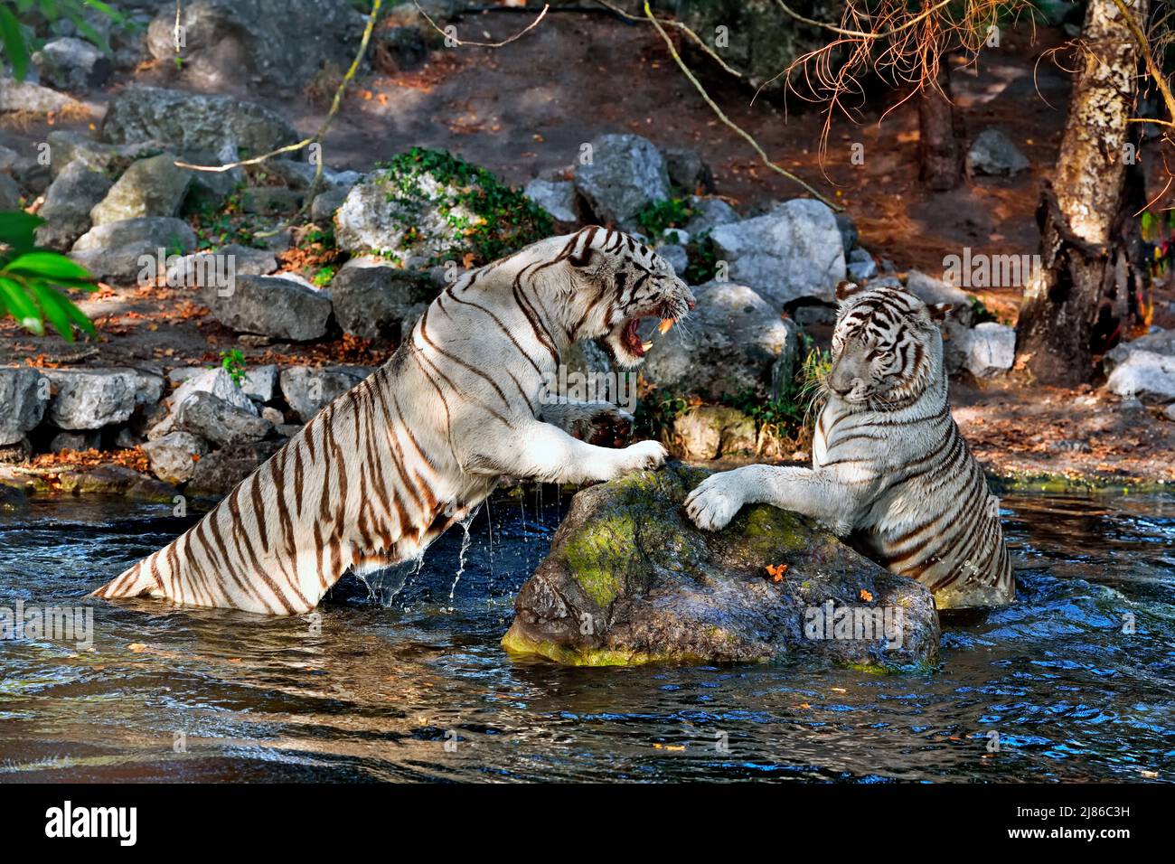 Tiger india bath hi-res stock photography and images - Alamy