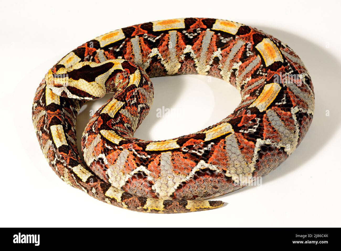 Natural hybrid between West African Gaboon viper and Rhinoceros viper ...