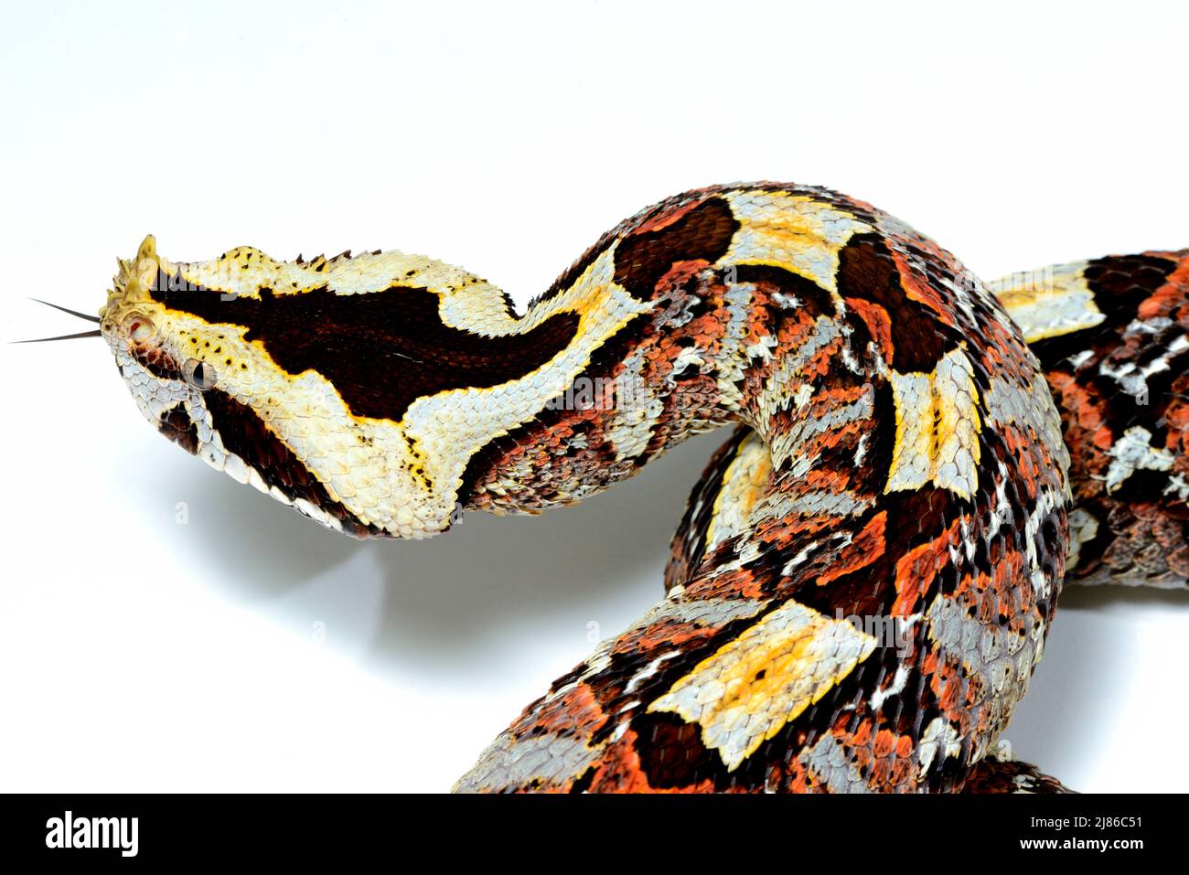 African gaboon viper hi-res stock photography and images - Alamy