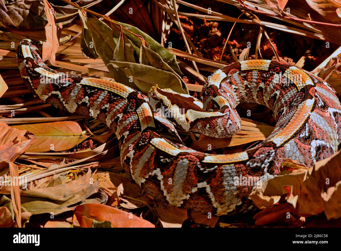 Natural hybrid between West African Gaboon viper and Rhinoceros viper ...