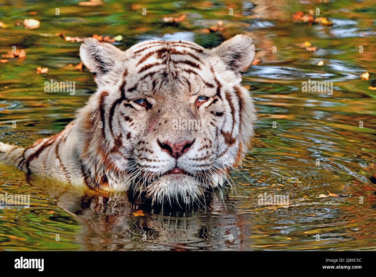 White tiger (Panthera tigris) Leucistic, captivity, India Stock Photo ...