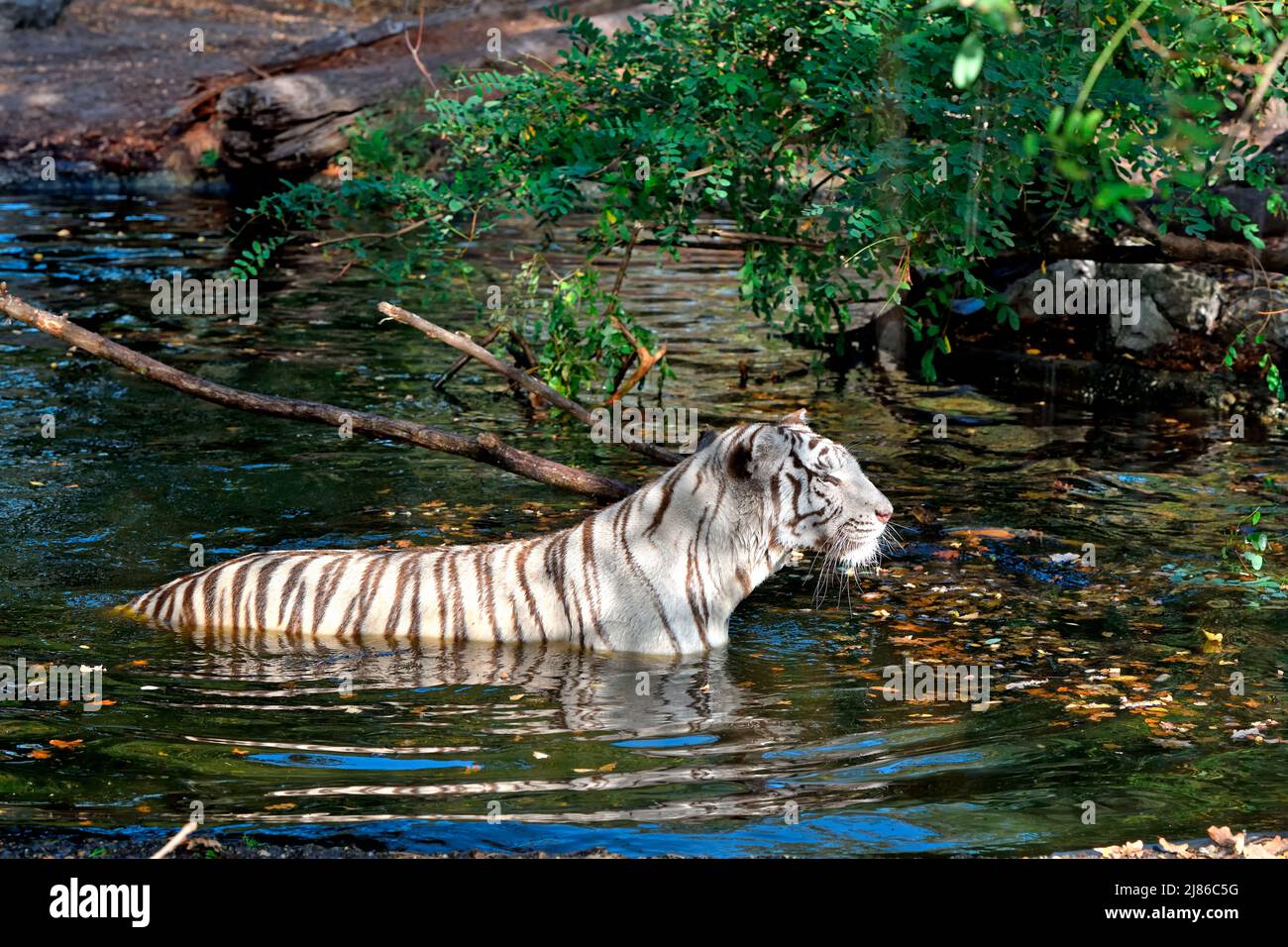 White tiger (Panthera tigris) Leucistic, captivity, India Stock Photo ...