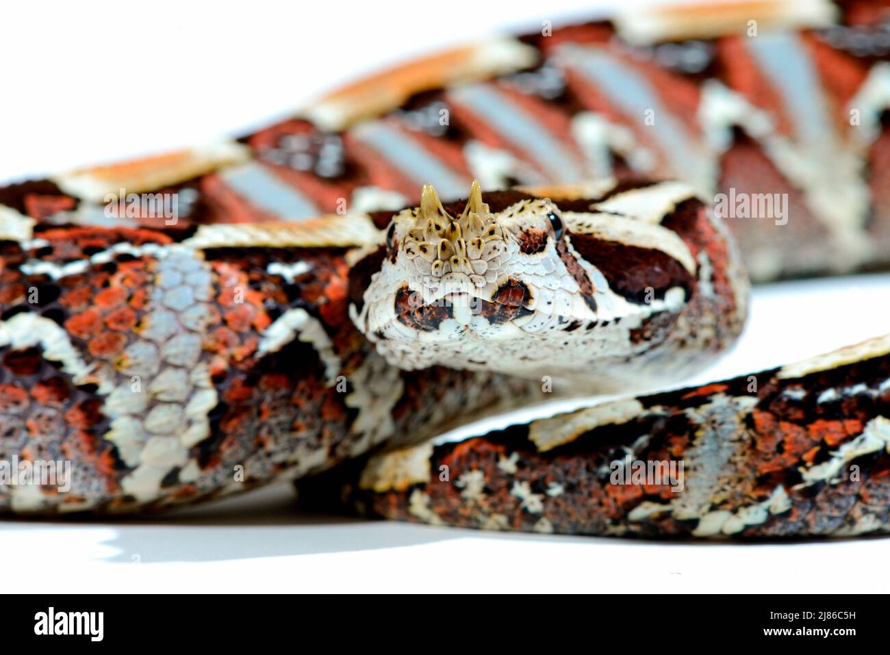 Natural hybrid between West African Gaboon viper and Rhinoceros viper ...