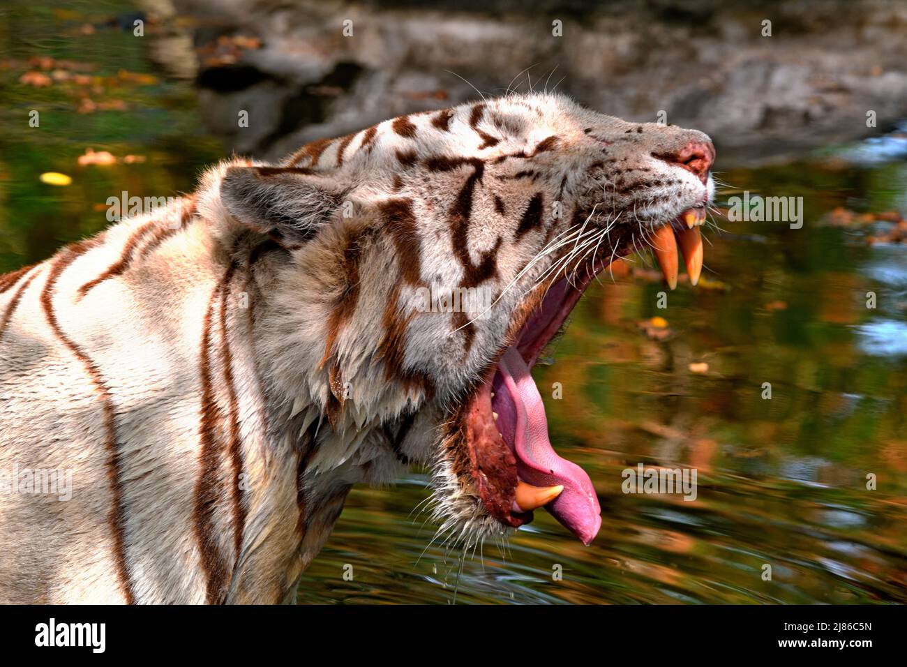 White tiger (Panthera tigris) Leucistic, captivity, India Stock Photo ...