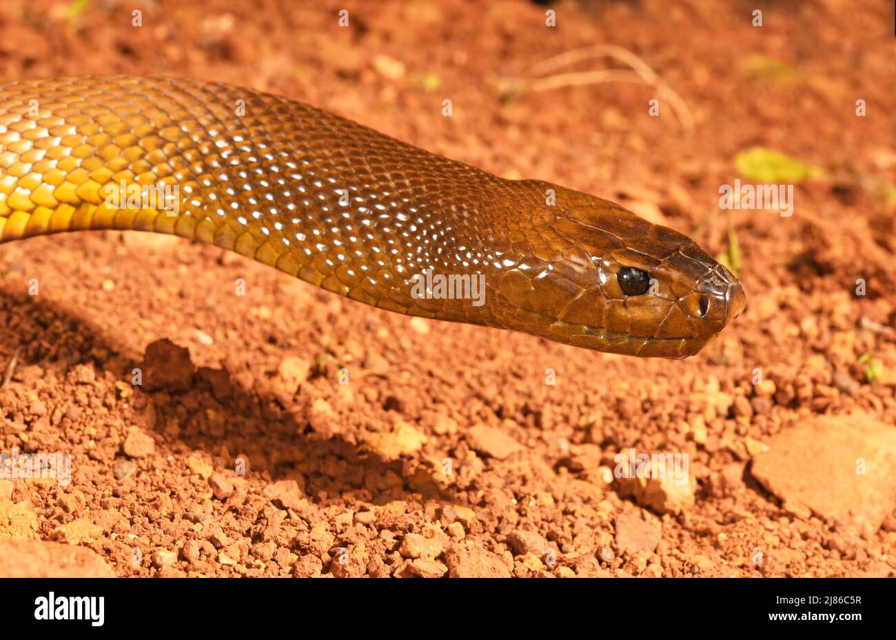 Inland Taipan (Oxyuranus microlepidotus) C. Australia. Probably the ...