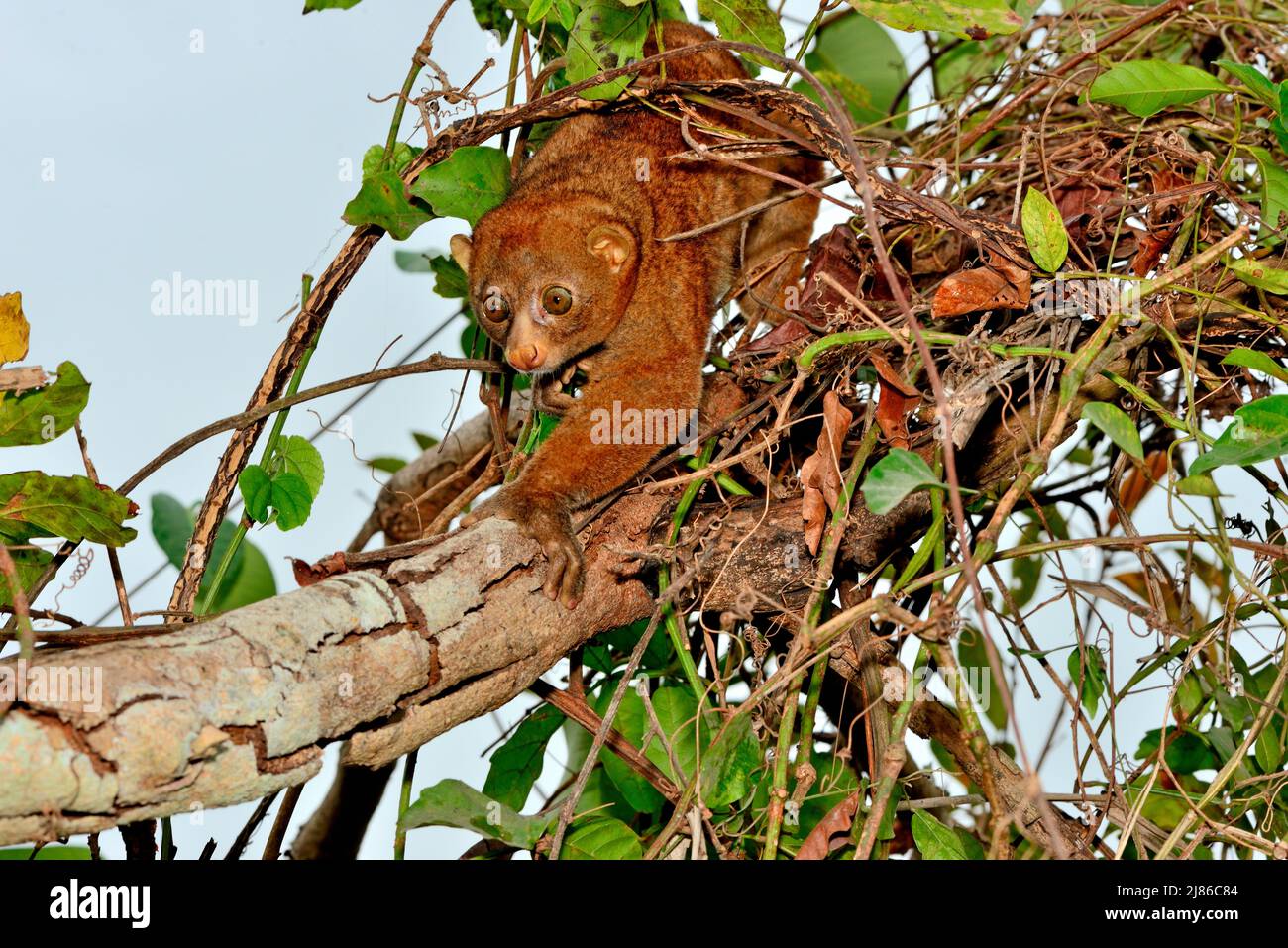 Potto (Perodicticus potto) on a branch, Togo. Ghana to Kenya Stock ...