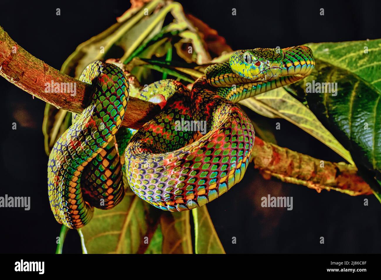 Schultze's Pit Viper (Trimeresurus schultzei) Palawan Captivity Stock ...