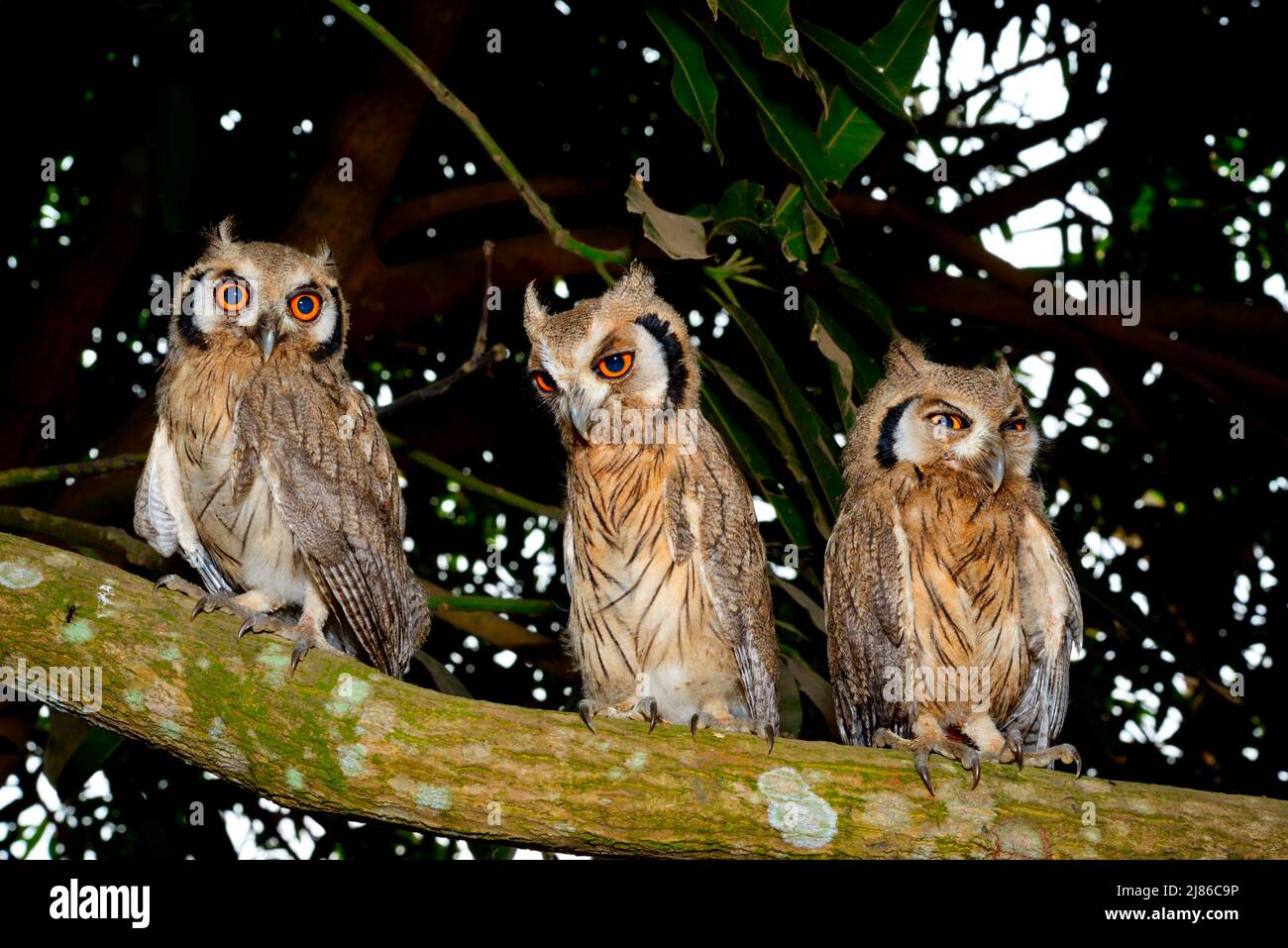 Northern white faced scops owl hi-res stock photography and images - Alamy