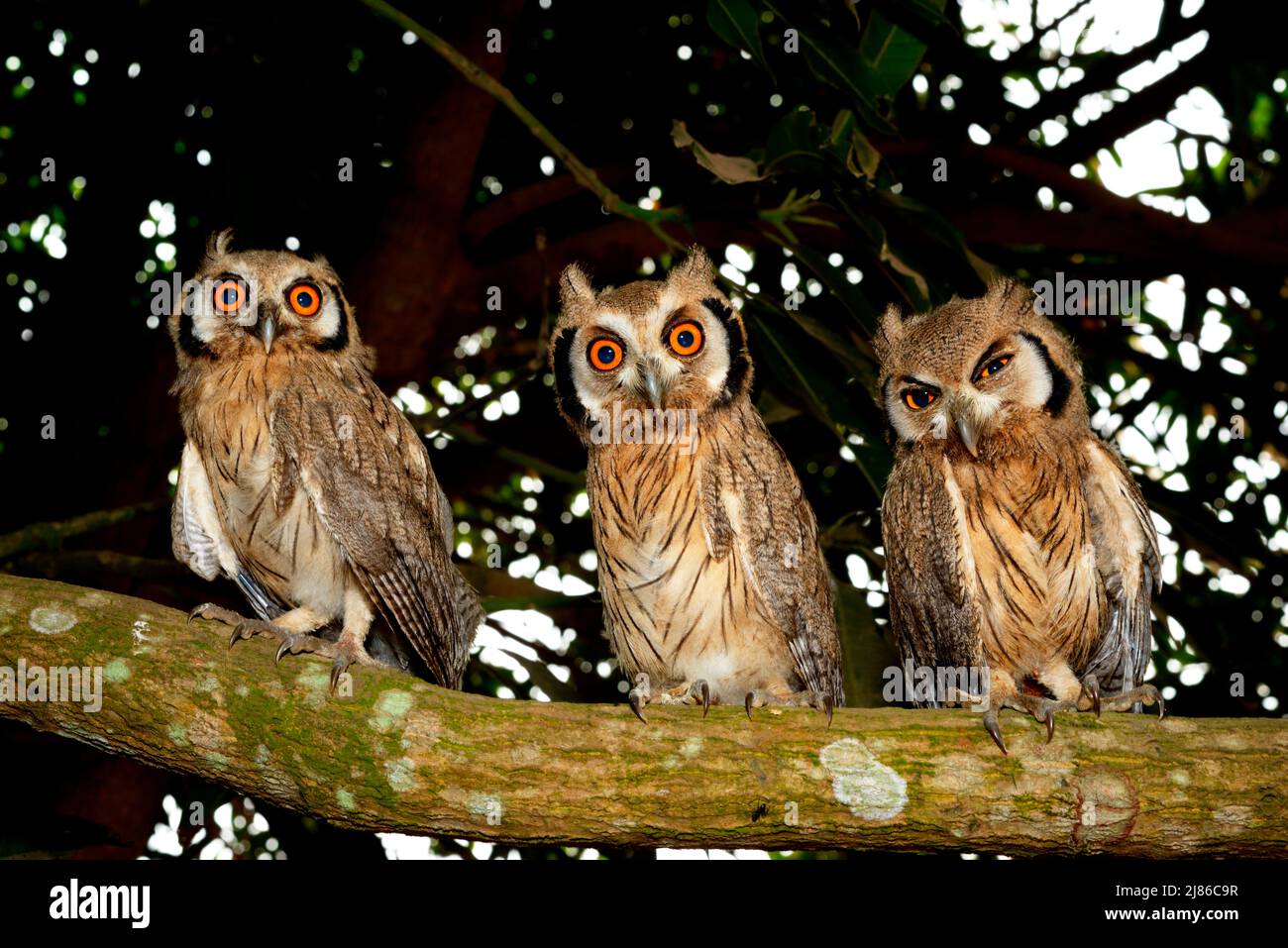 Northern white faced scops owl hi-res stock photography and images - Alamy