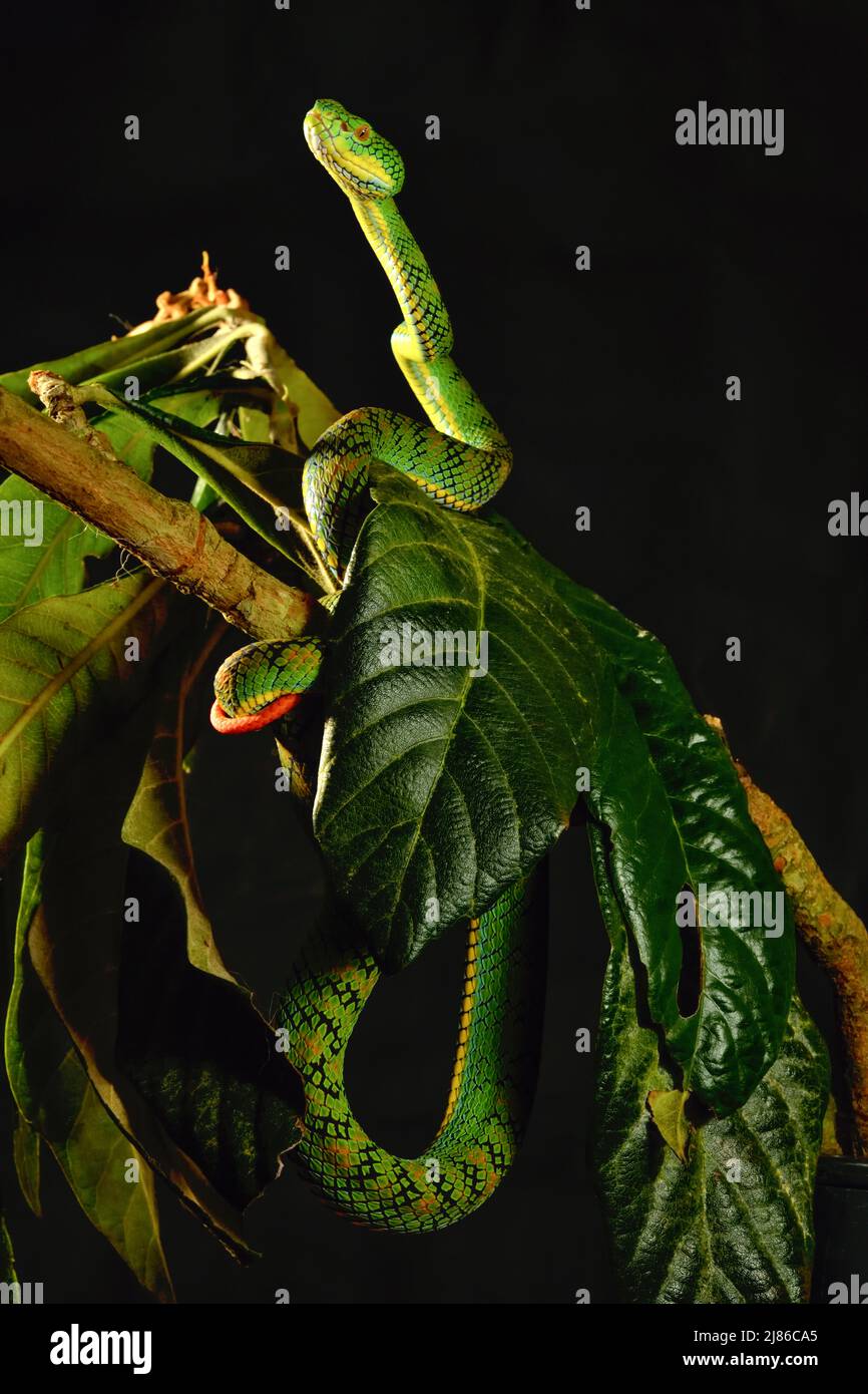 Schultze's Pit Viper (Trimeresurus schultzei) Palawan Captivity Stock ...