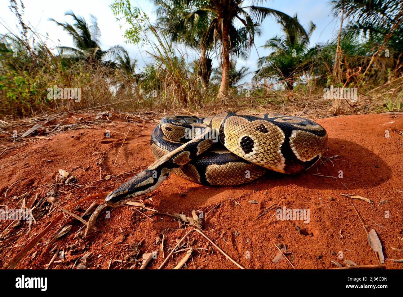 Ball python (Python regius), Togo, From Senegal to Uganda Stock Photo ...