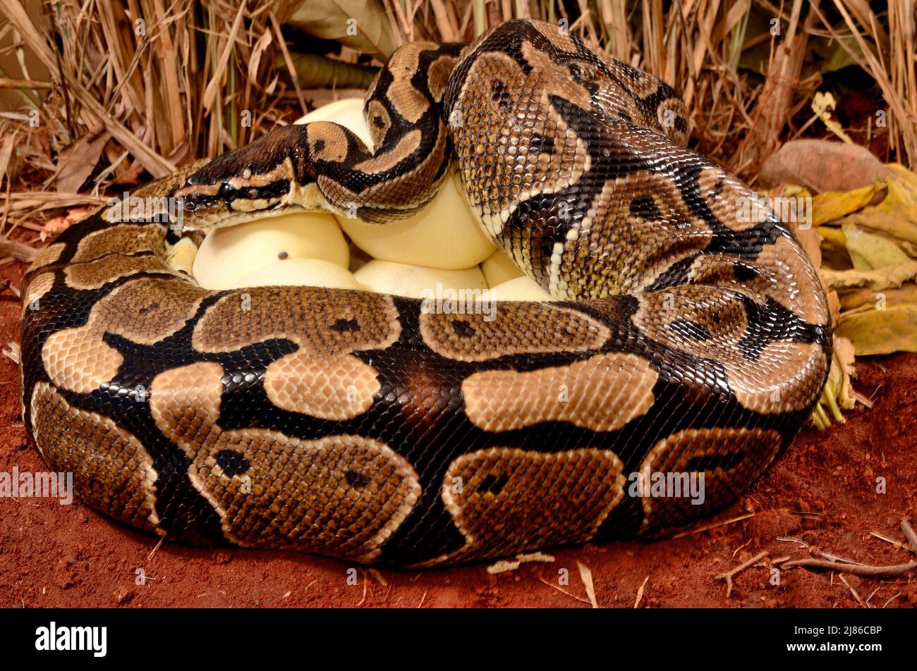 Ball python (Python regius) Female incubating its eggs. She has ticks ...
