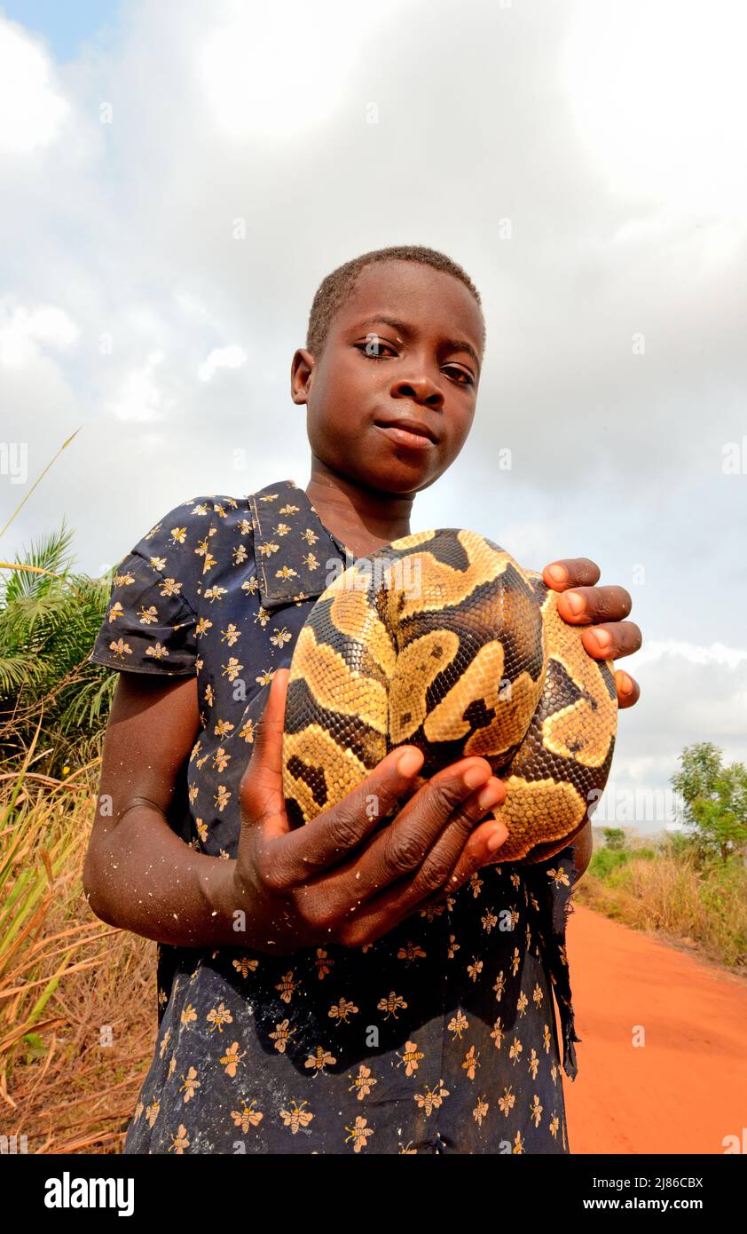 Ball python (Python regius), Held by a girl, Togo, From Senegal to ...