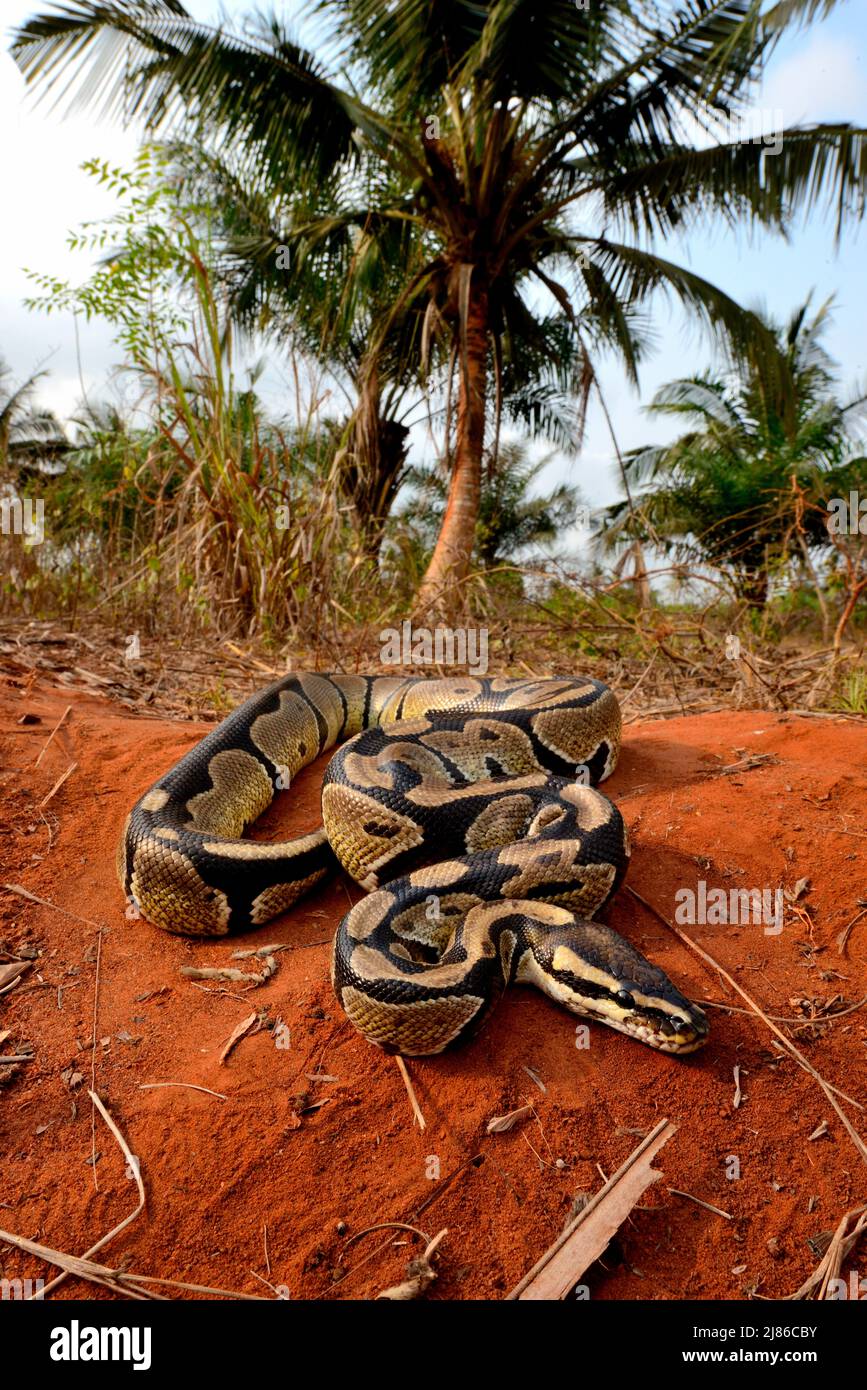 Ball python (Python regius) crawling, Togo, From Senegal to Uganda ...