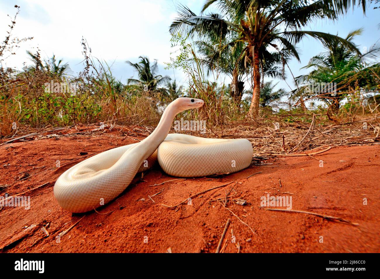 Ball python (Python regius) Leucistic, Togo, From Senegal to Uganda ...