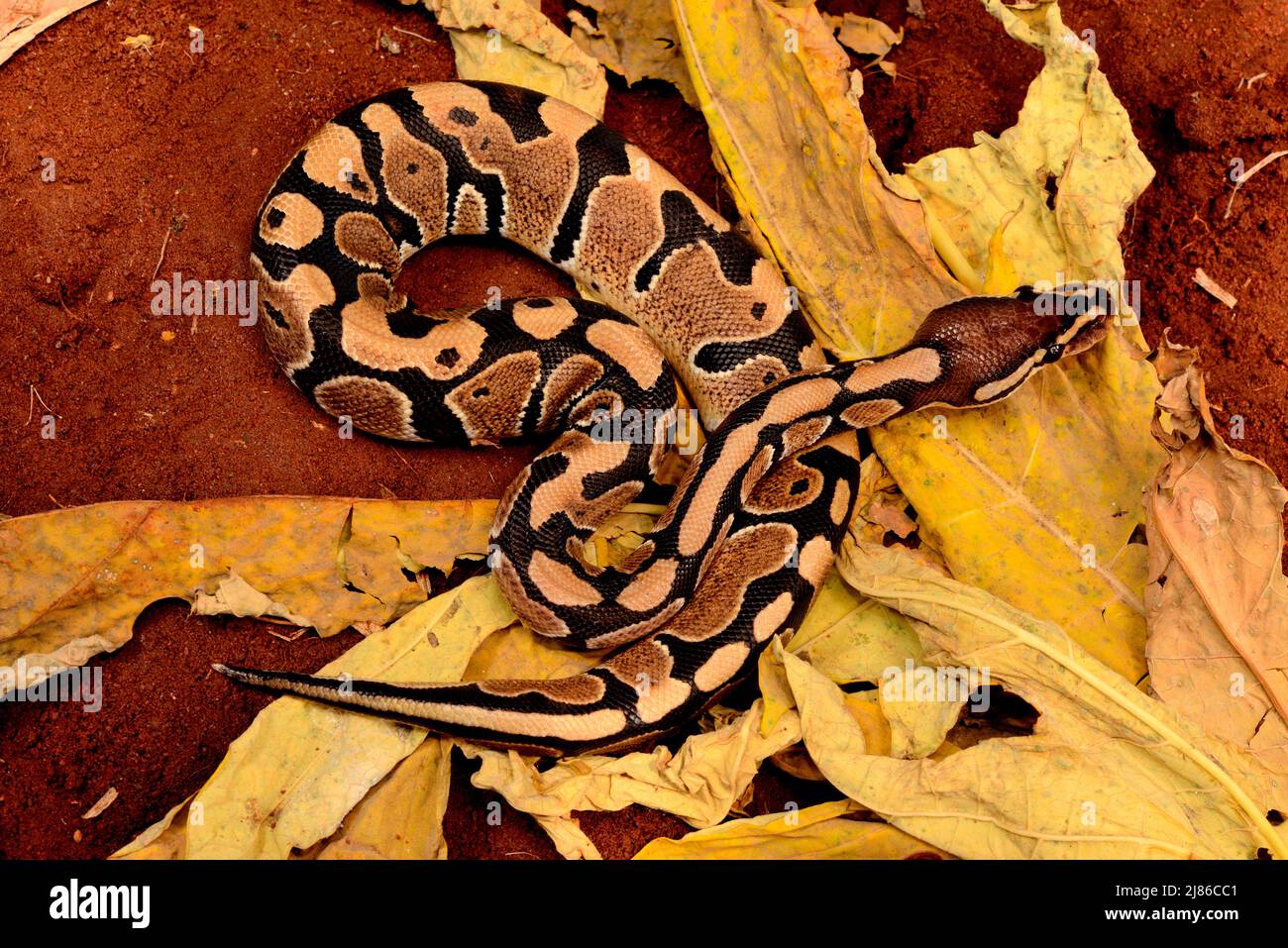 Ball python (Python regius), Togo, From Senegal to Uganda Stock Photo ...