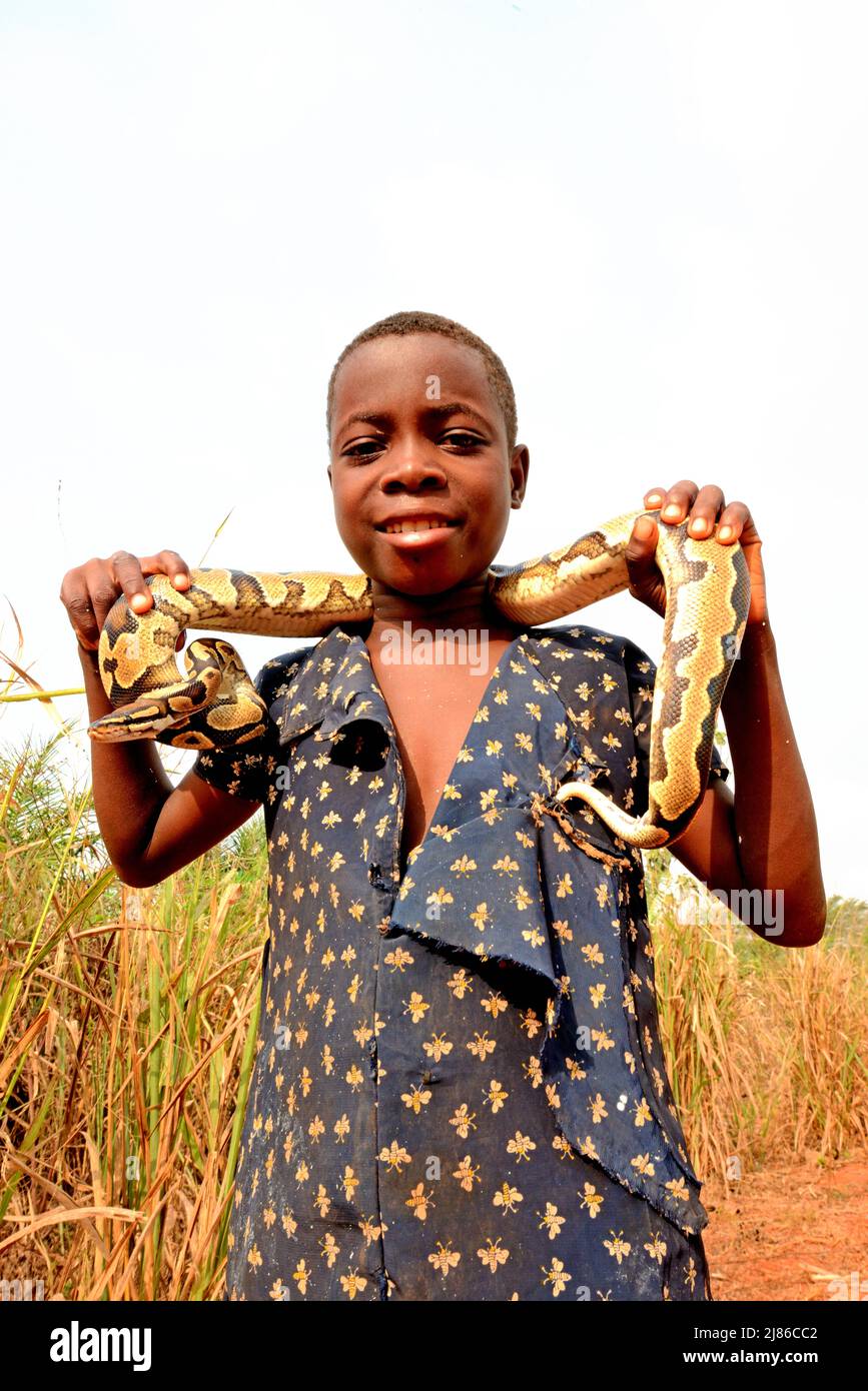 Ball python (Python regius), Held by a girl, Togo, From Senegal to ...