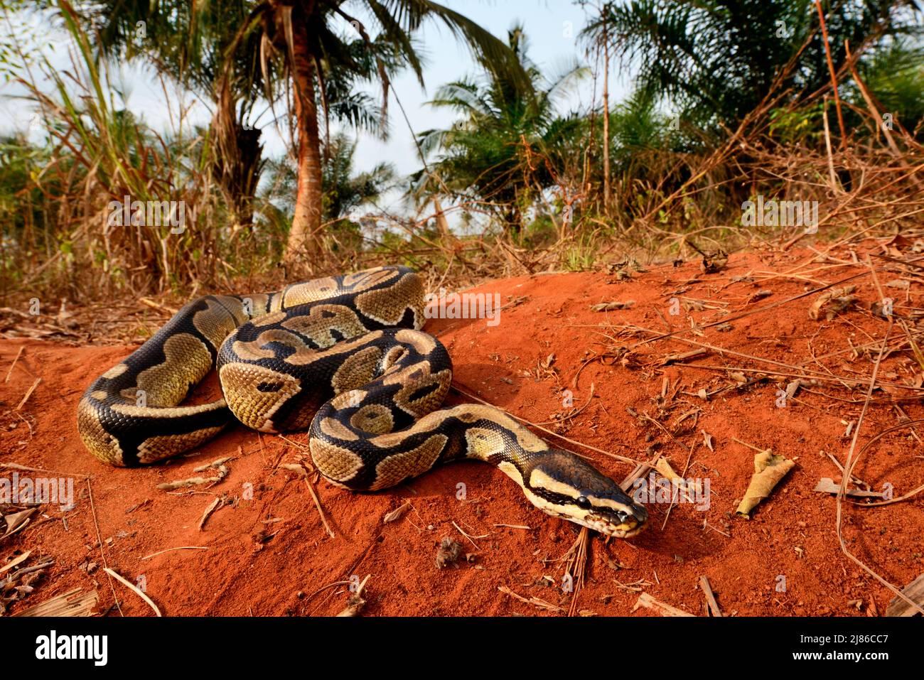 Ball python (Python regius) crawling, Togo, From Senegal to Uganda ...