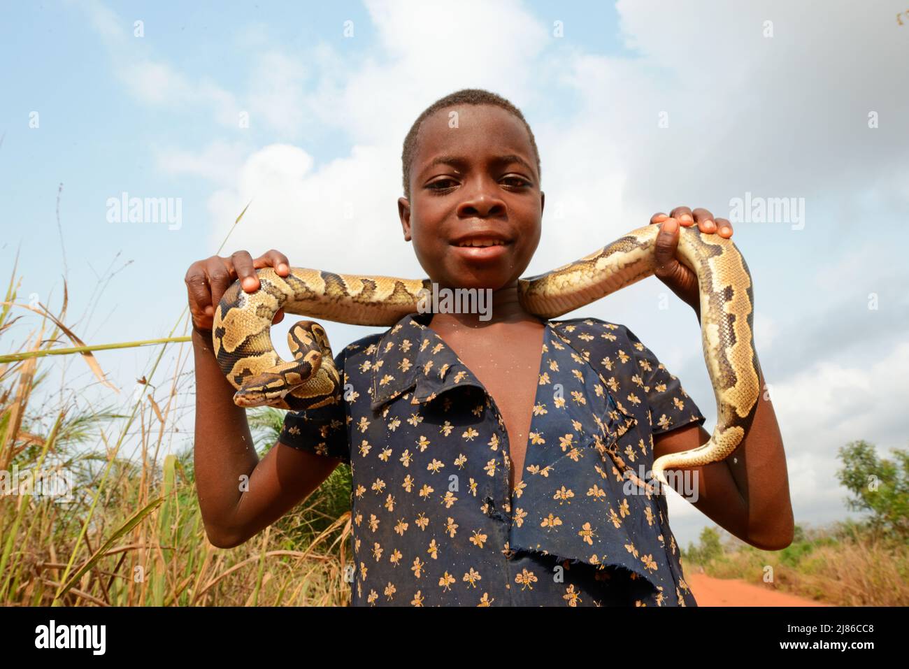 Ball python (Python regius), Held by a girl, Togo, From Senegal to ...