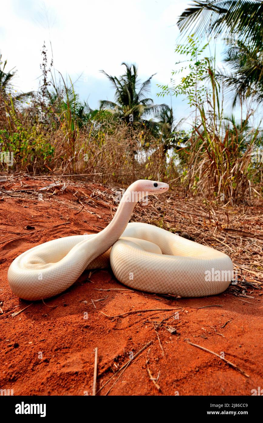 Ball python (Python regius) Leucistic, Togo, From Senegal to Uganda ...
