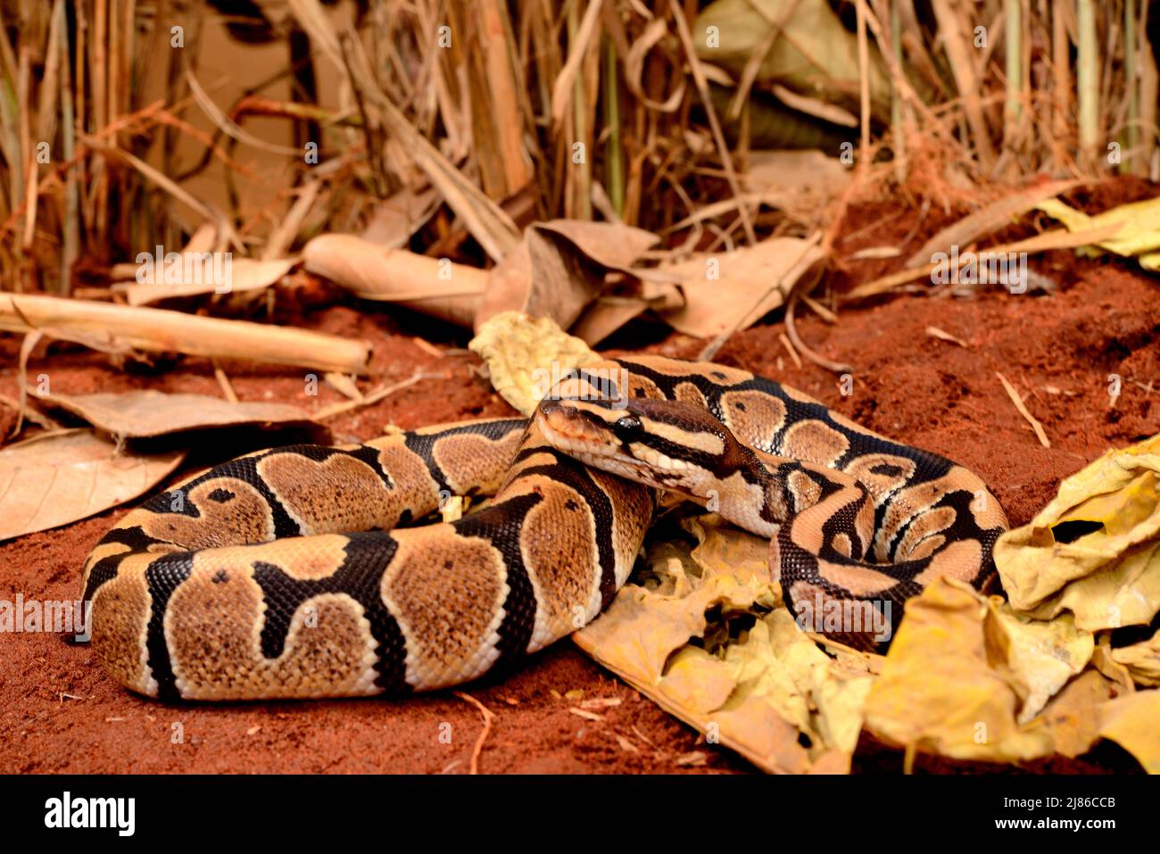 Ball python (Python regius), Togo, From Senegal to Uganda Stock Photo ...
