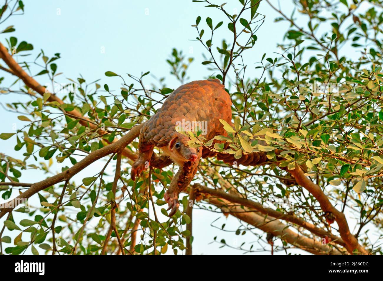 Tree pangolin (Phalanginus (= Manis) tricuspis) in a tree, Togo, W. and ...
