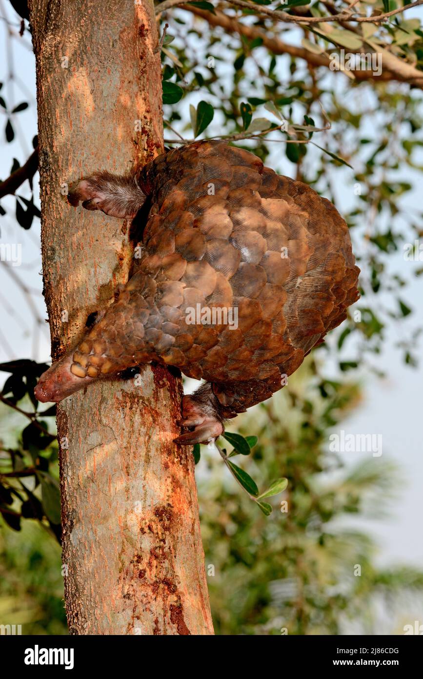 Tree pangolin (Phalanginus (= Manis) tricuspis) in a tree, Togo, W. and ...