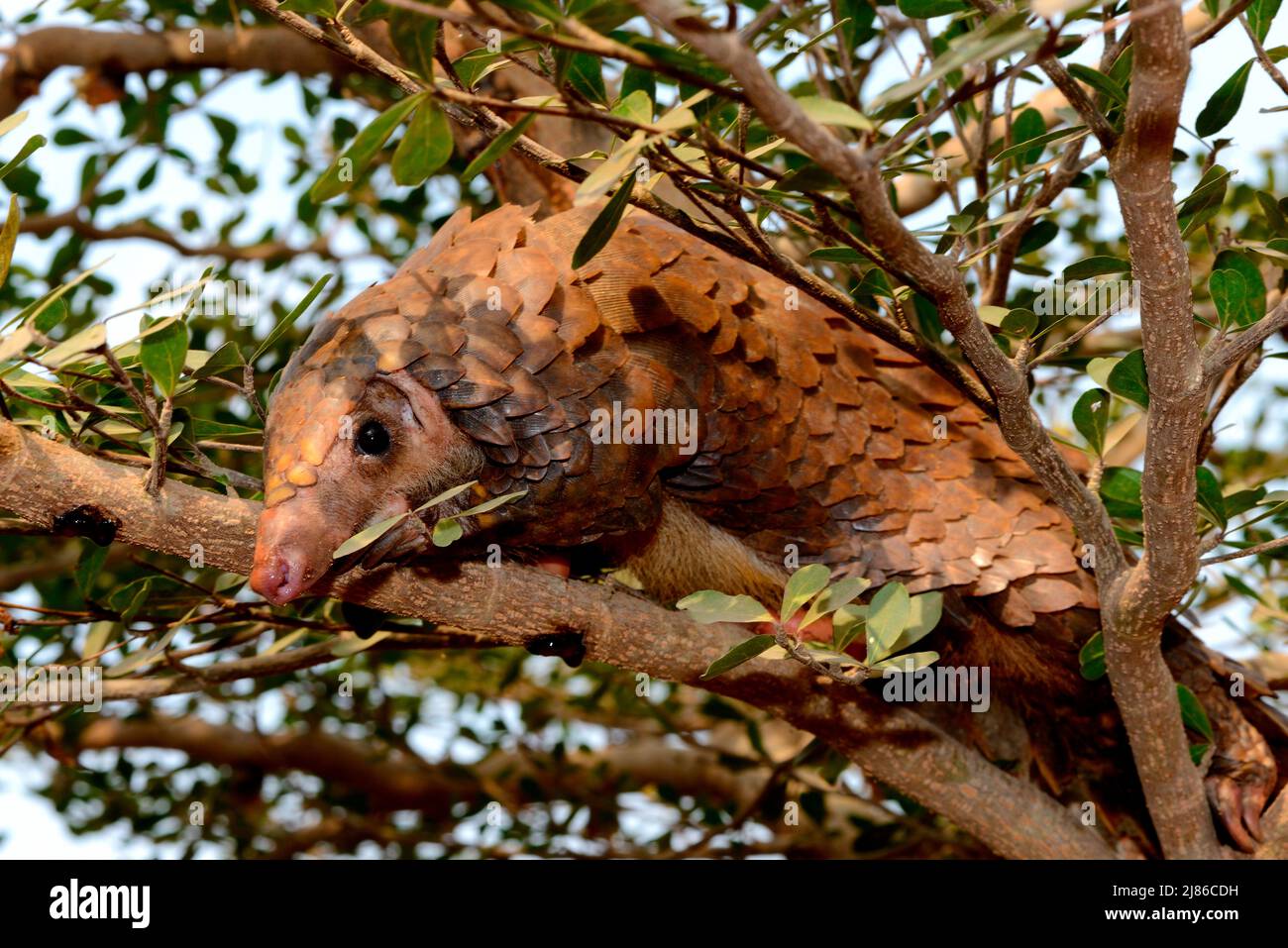 Tree pangolin phataginus tricuspis hi-res stock photography and images ...