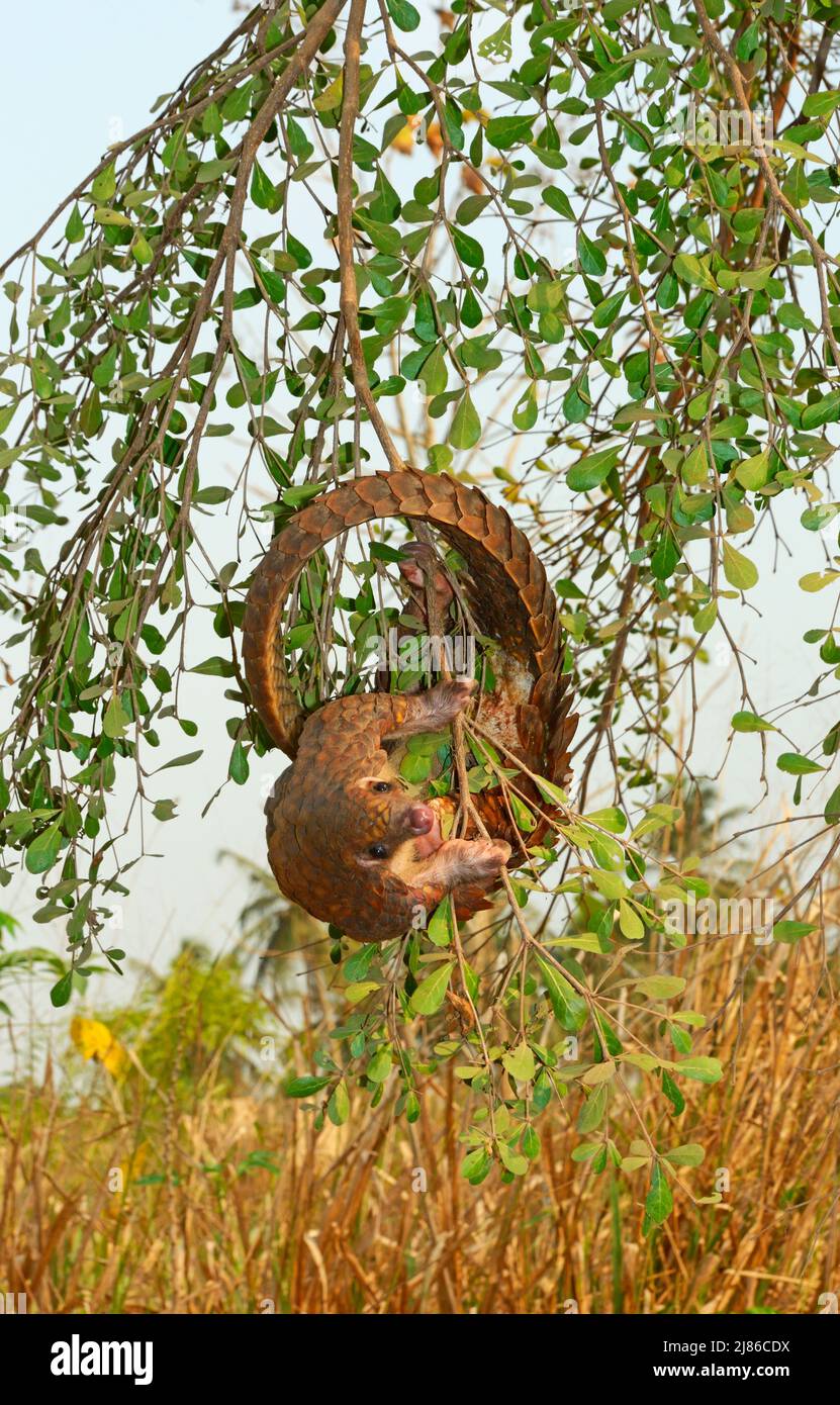 Tree pangolin (Phalanginus (= Manis) tricuspis) in a tree, Togo, W. and ...
