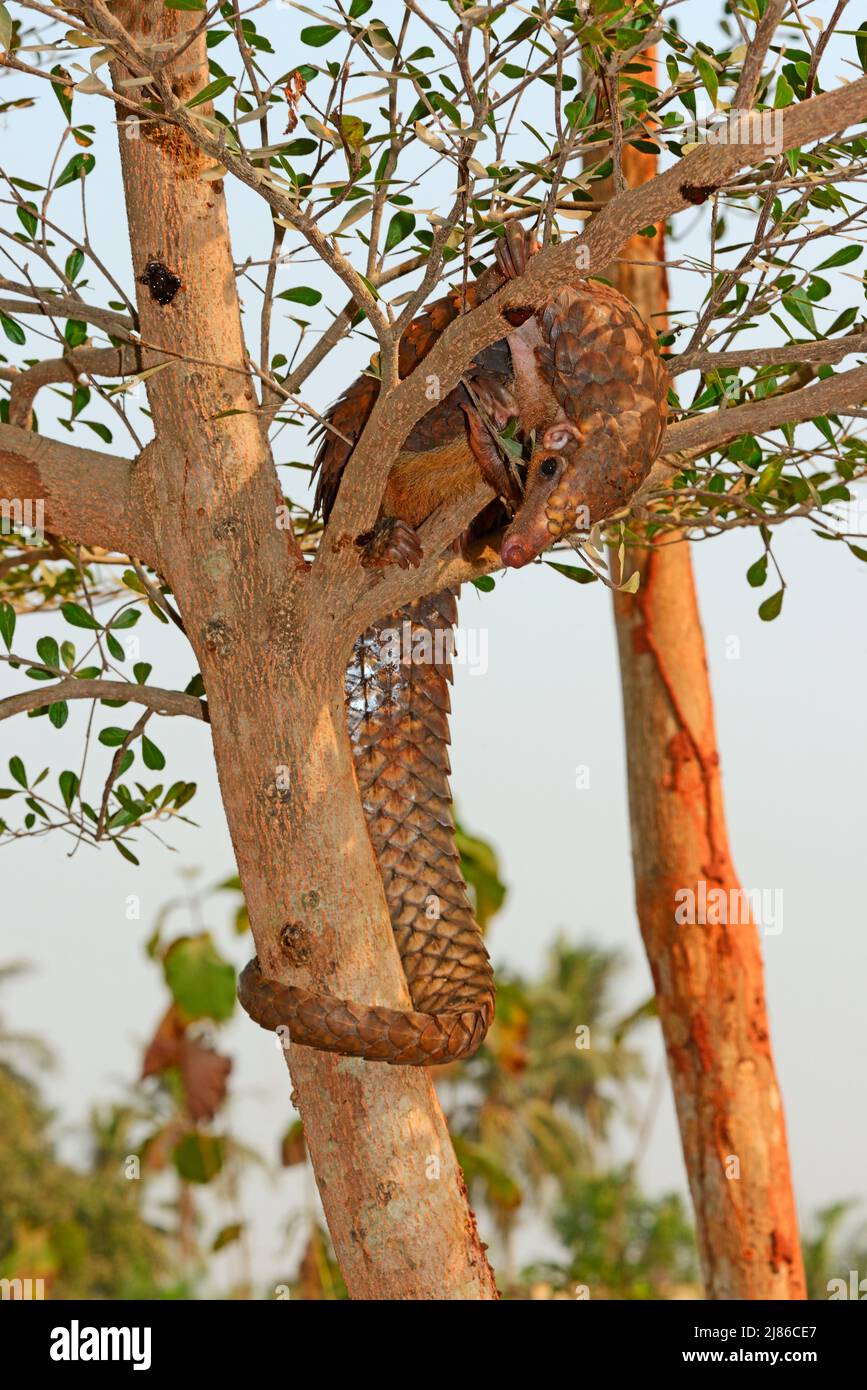 Tree pangolin (Phalanginus (= Manis) tricuspis) in a tree, Togo, W. and ...