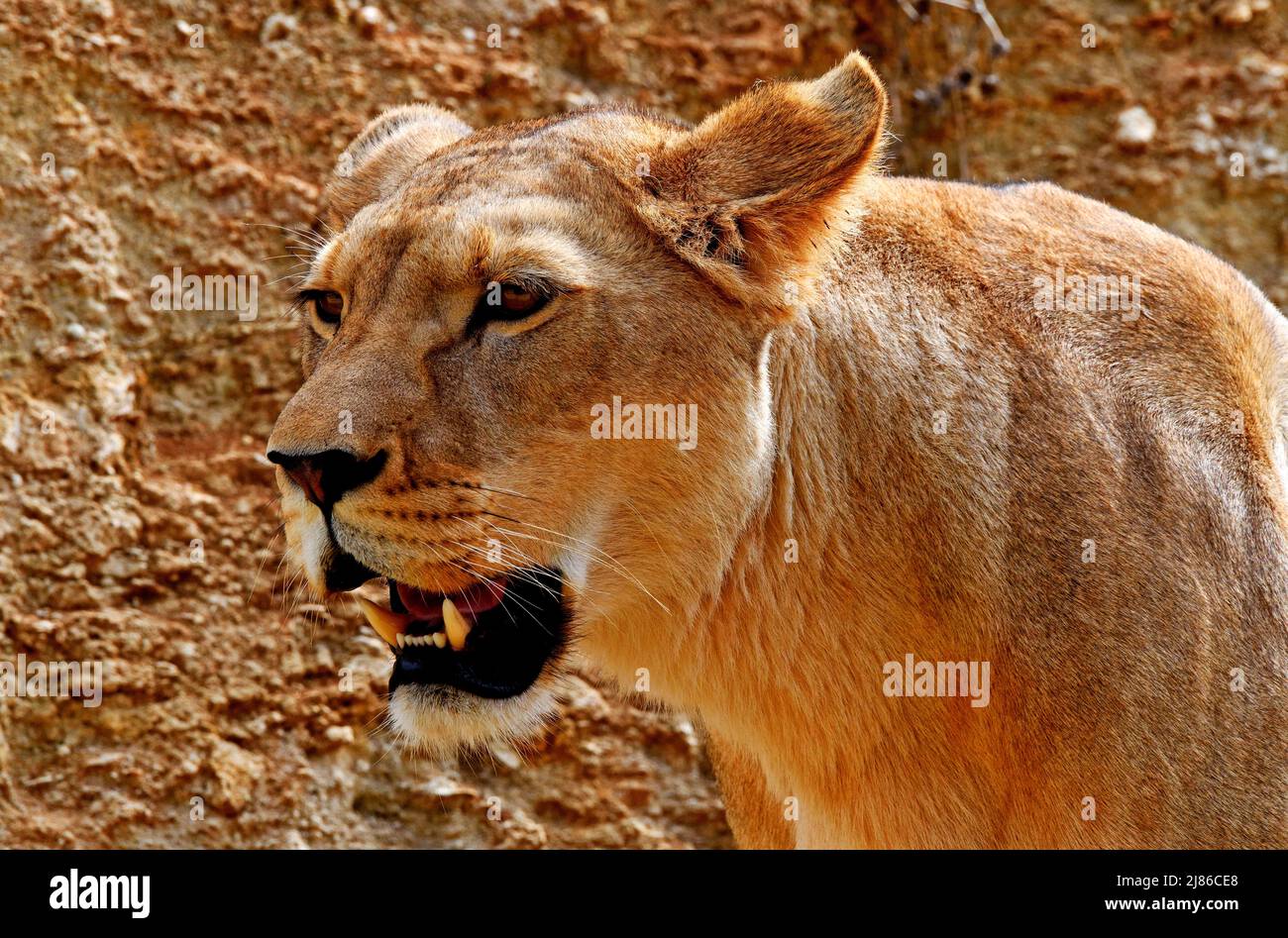 Barbary lion female (Panthera leo leo). Extinct in the wild. N. Africa ...