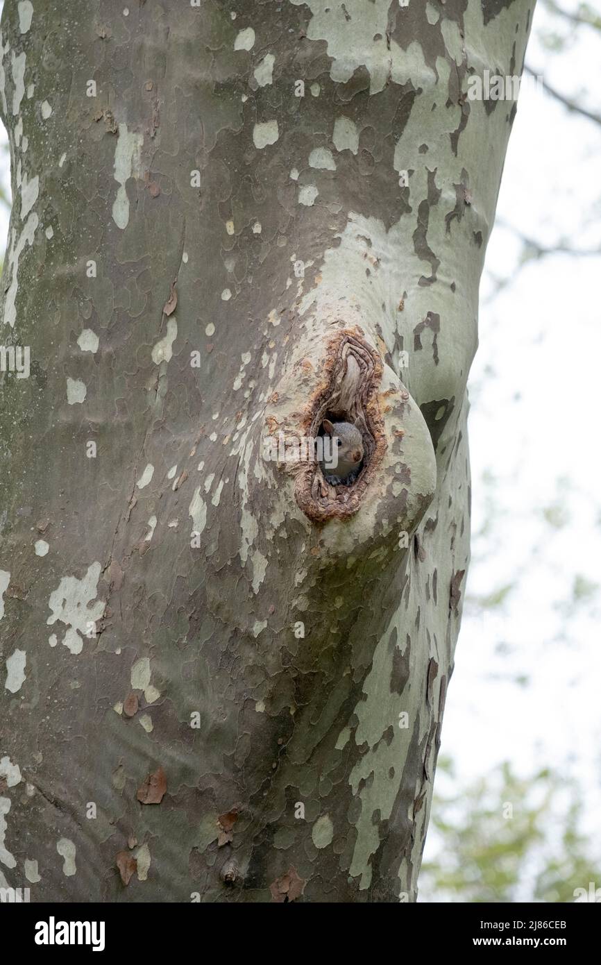 Baby squirrel nest hi-res stock photography and images - Alamy