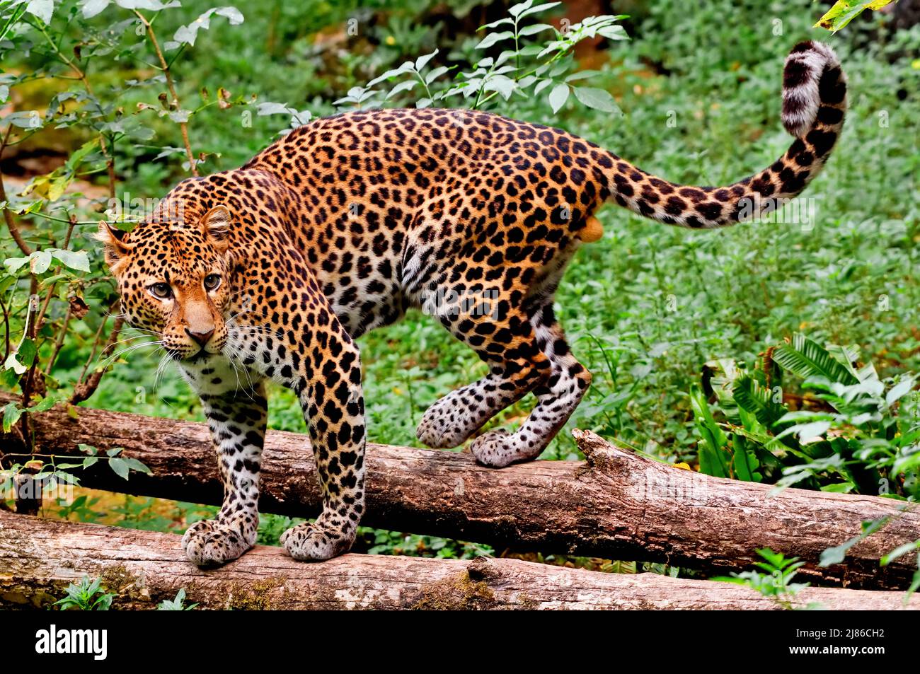 Javan leopard ( Panthera pardus melas) Java. Endemic Critically endangerd (less than 250 mature ...