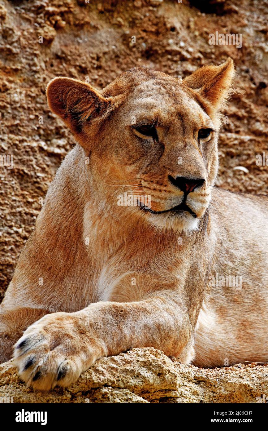 Barbary Lioness