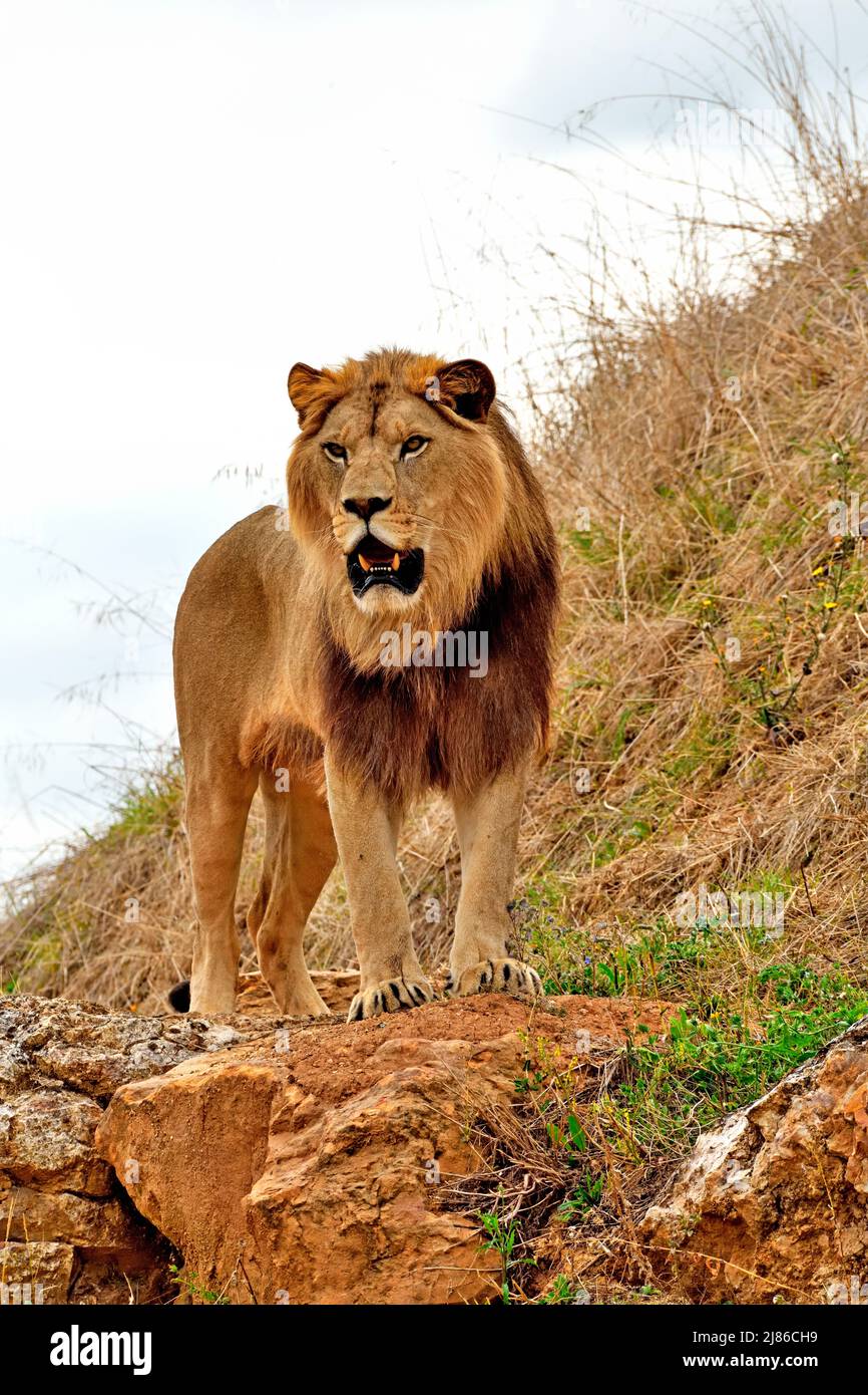 Barbary lion male (Panthera leo leo), Extinct in the wild, N. Africa ...
