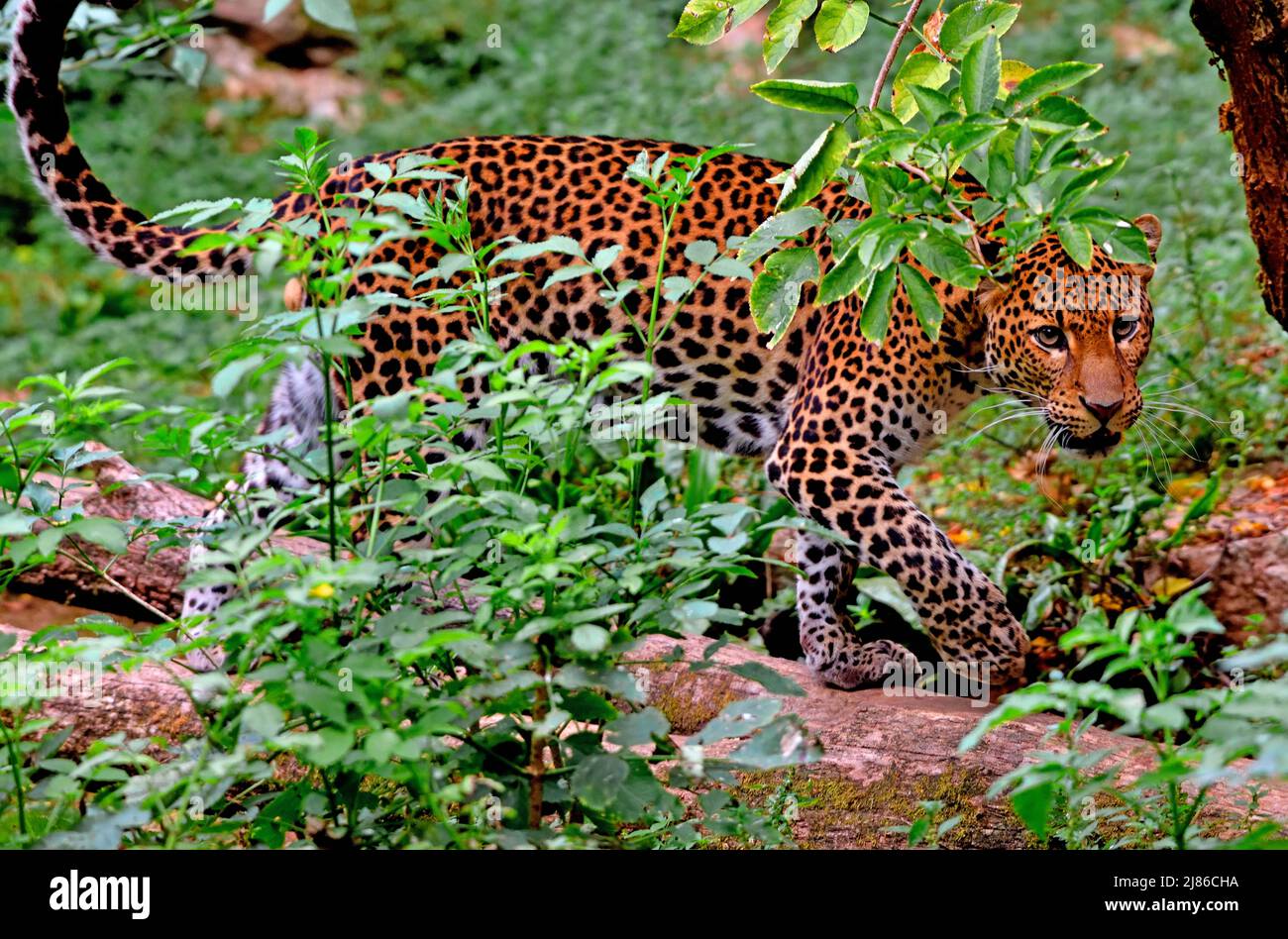 Javan leopard ( Panthera pardus melas) Java. Endemic Critically ...