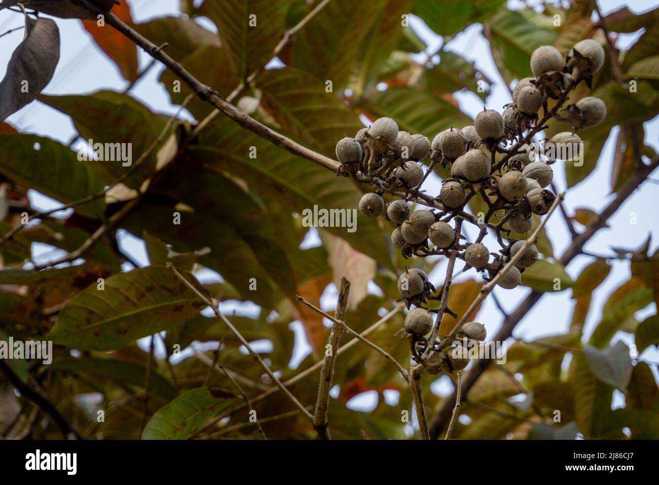 Closeup shot of Castilla elastica, the Panama rubber tree, is a tree ...