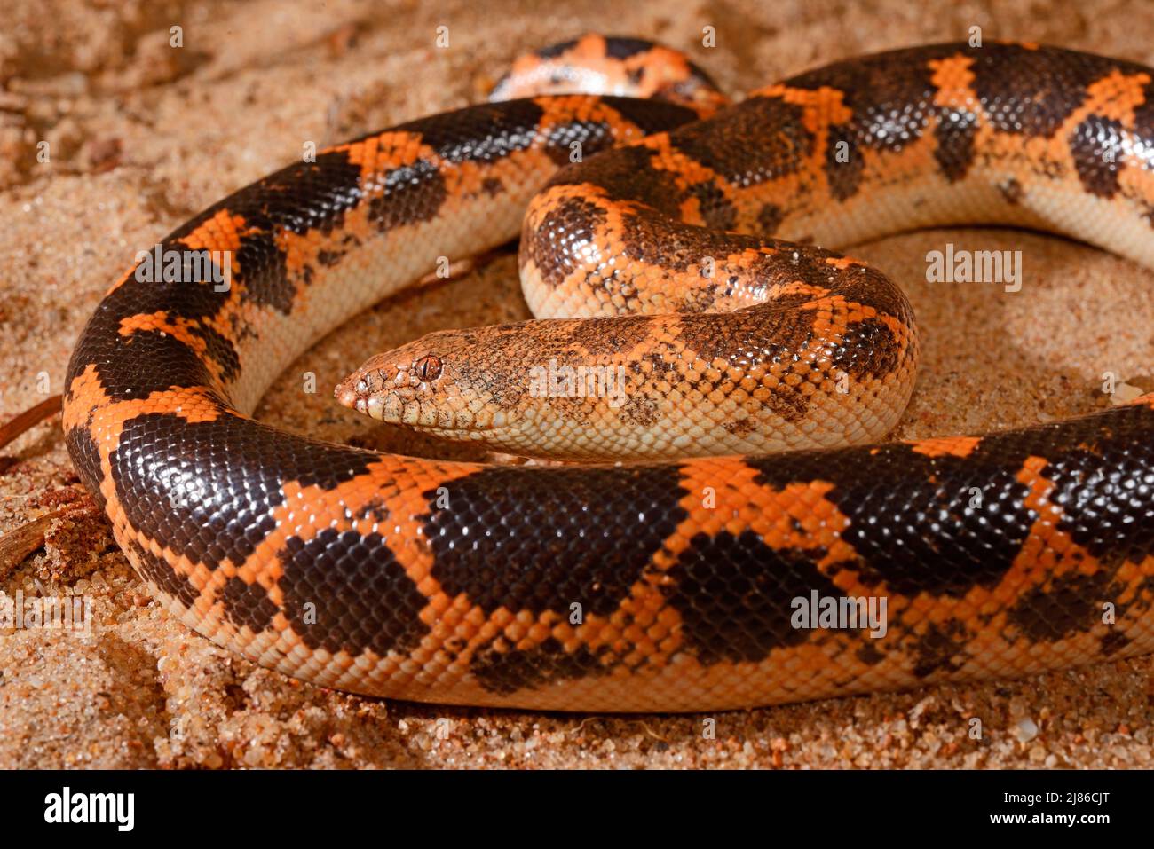 Sahara sand boa, Müller's sand boa or West african sand boa ...